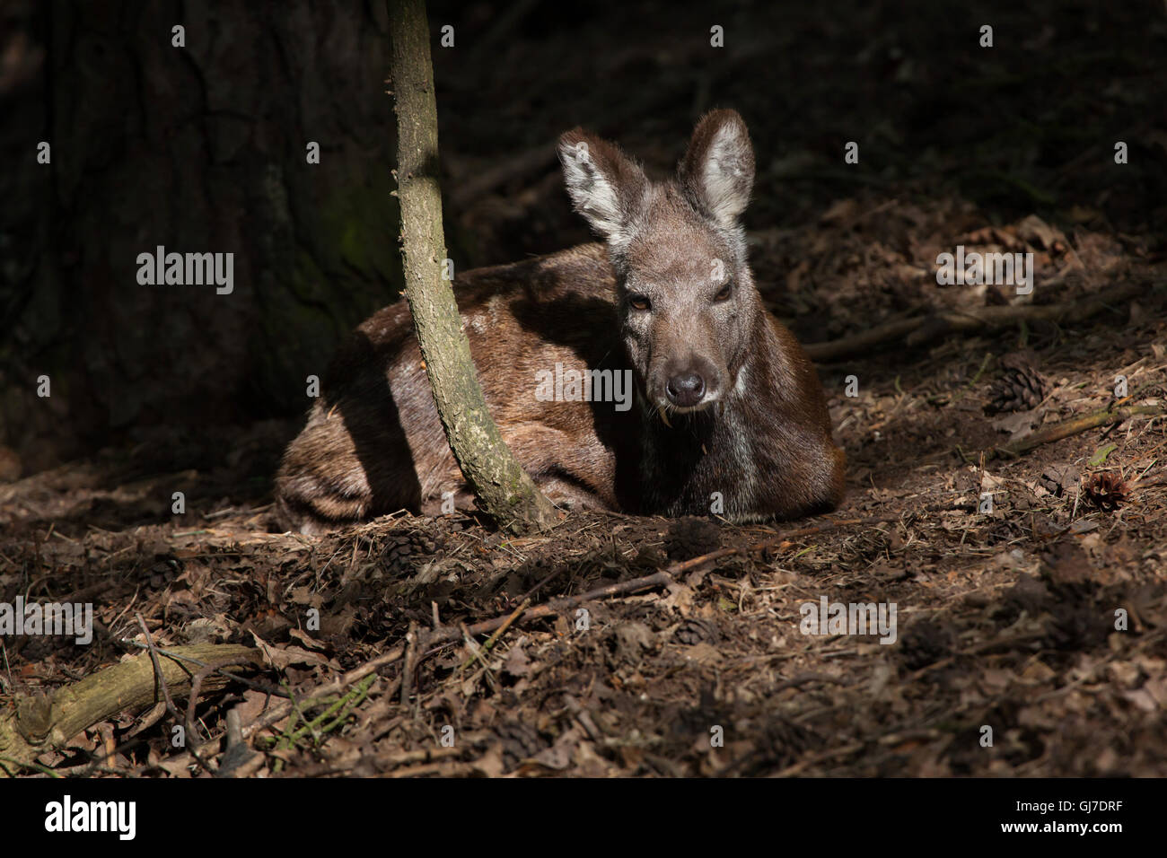 Himalaya moschus hirsch -Fotos und -Bildmaterial in hoher Auflösung – Alamy