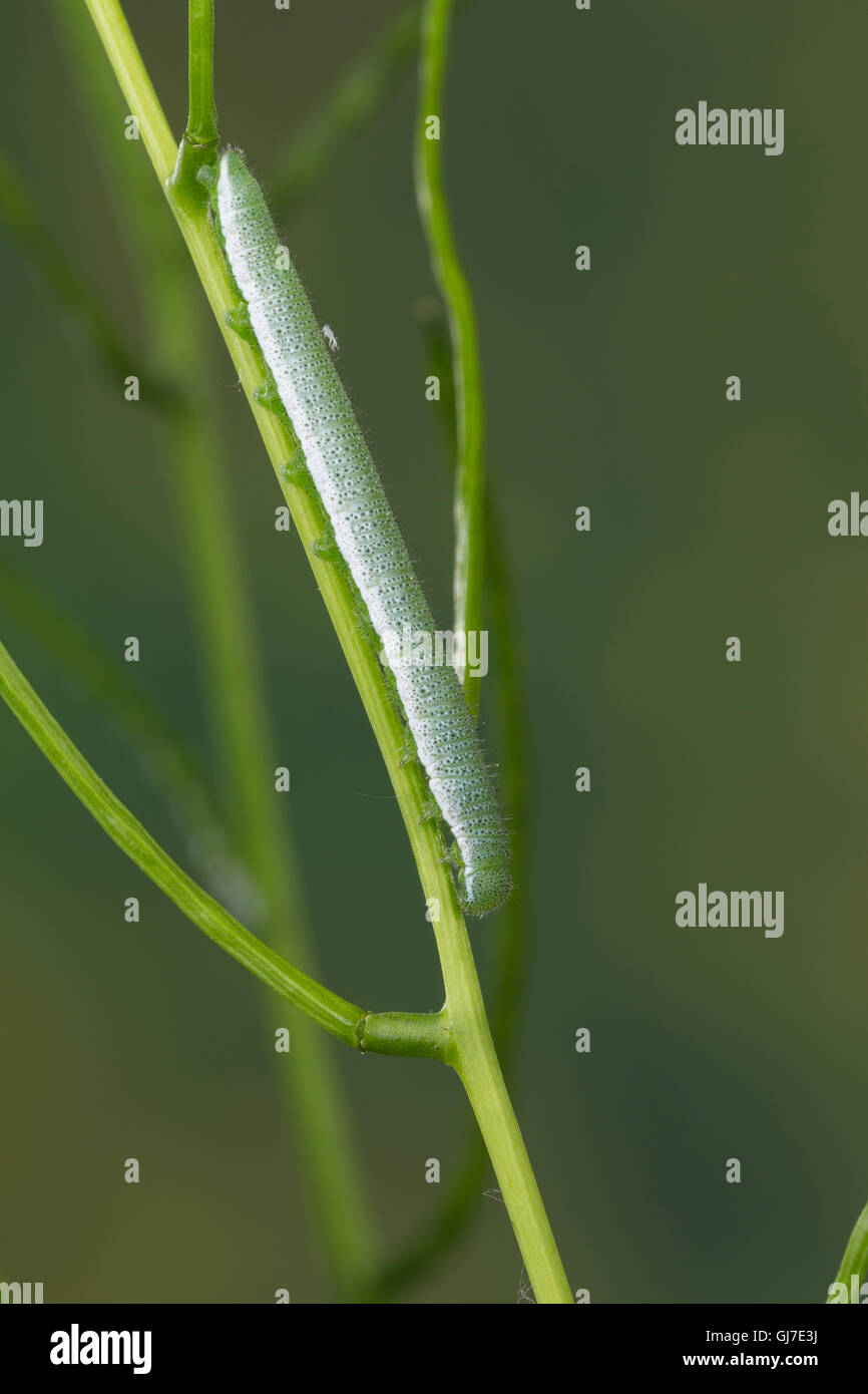 Aurorafalter, Raupen, Raupe, Aurora-Falter, Anthocharis Cardamines ...