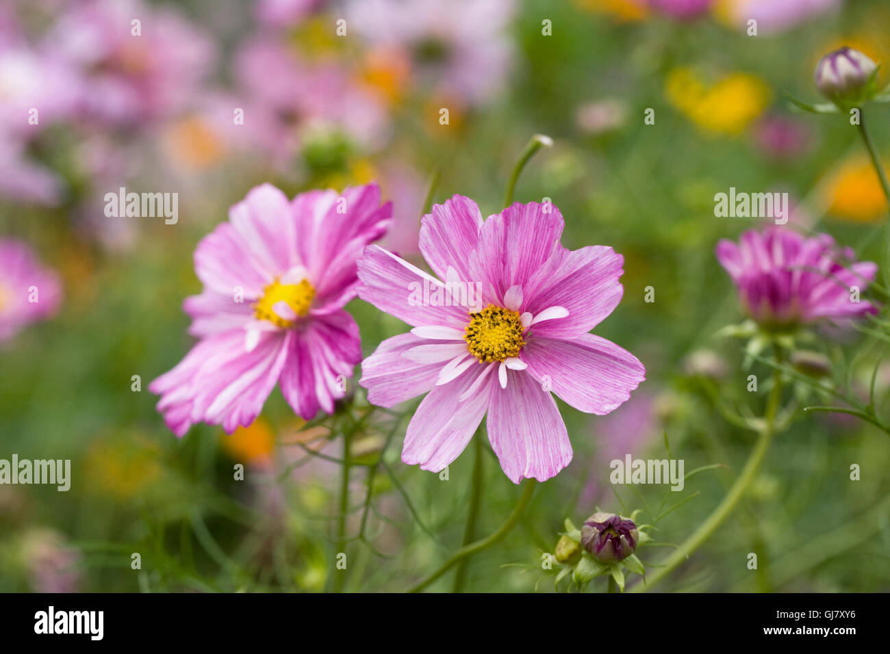Kosmos blumenzentrum -Fotos und -Bildmaterial in hoher Auflösung – Alamy