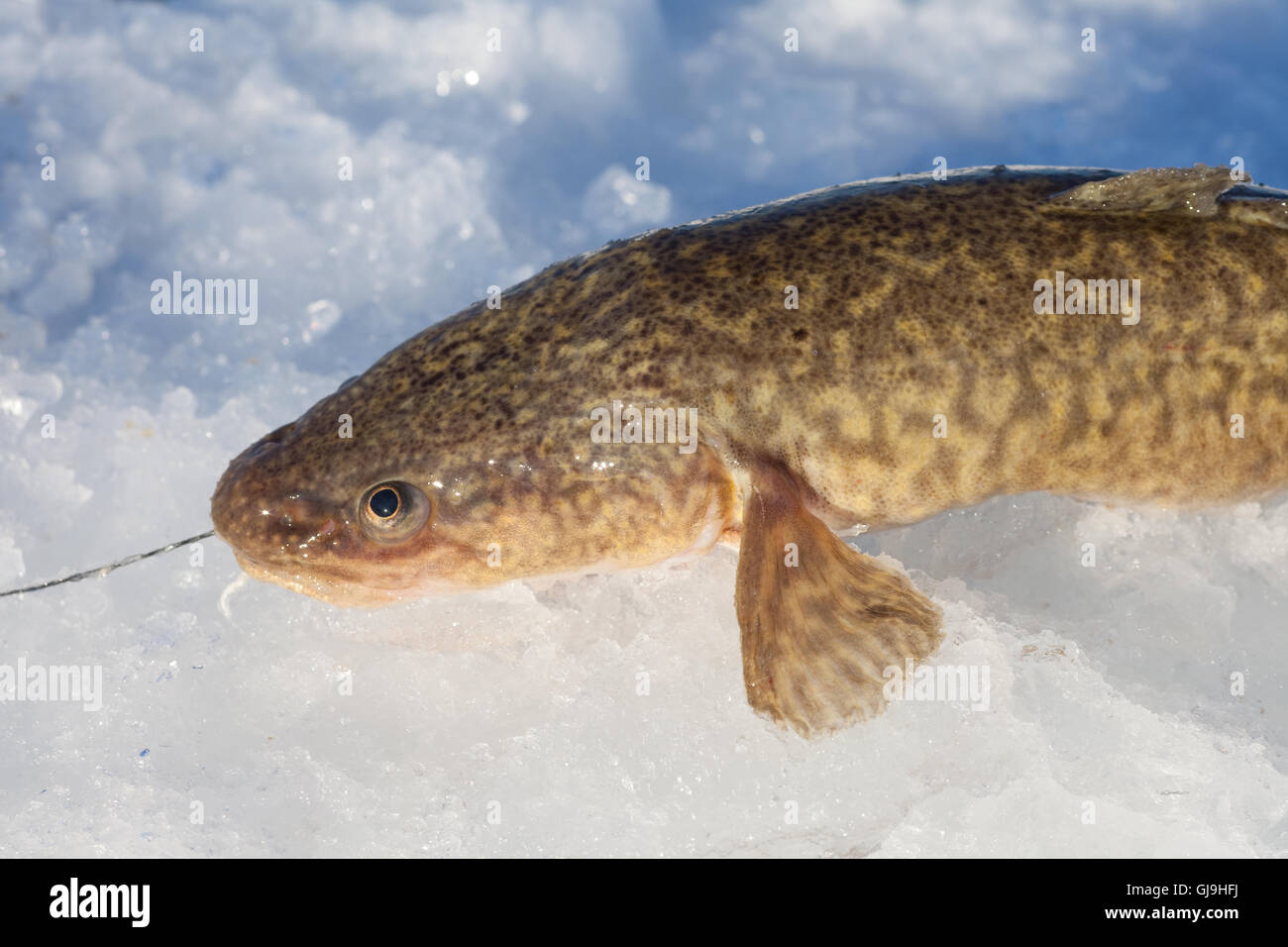 Fangfrische Quappe (Lota Lota Stockfotografie - Alamy