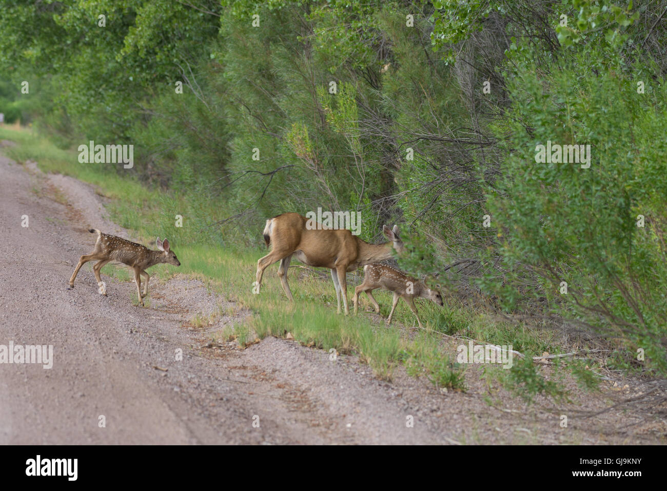 Rocky Mountain Maultierhirsch (Odocoileus Hemionus Hemionus), Reh und ...