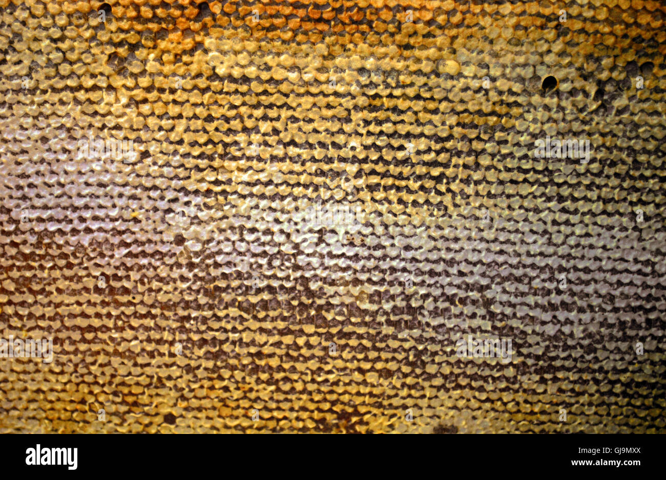 The honeycombs -Fotos und -Bildmaterial in hoher Auflösung – Alamy
