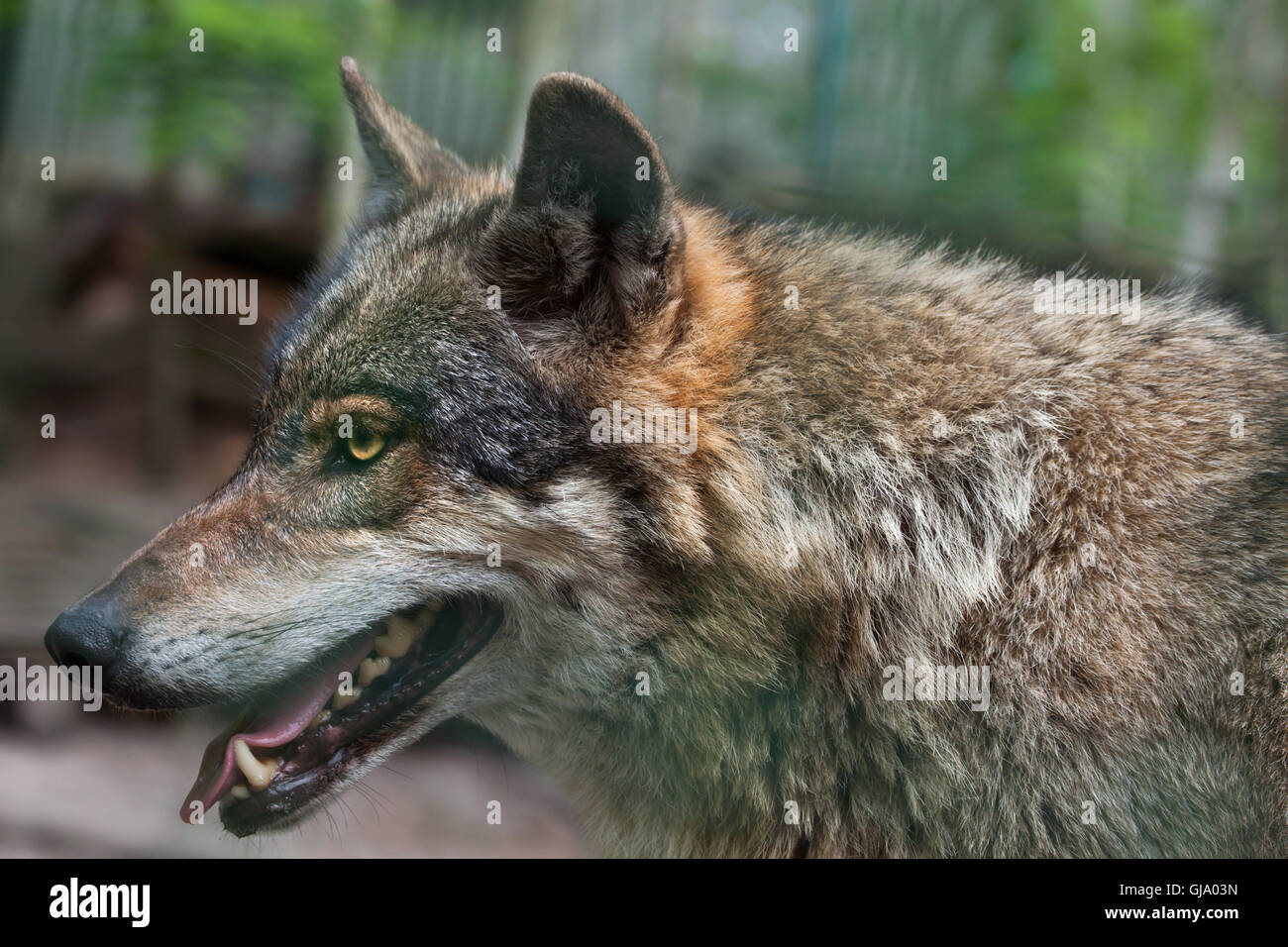 Asian wolf -Fotos und -Bildmaterial in hoher Auflösung – Alamy
