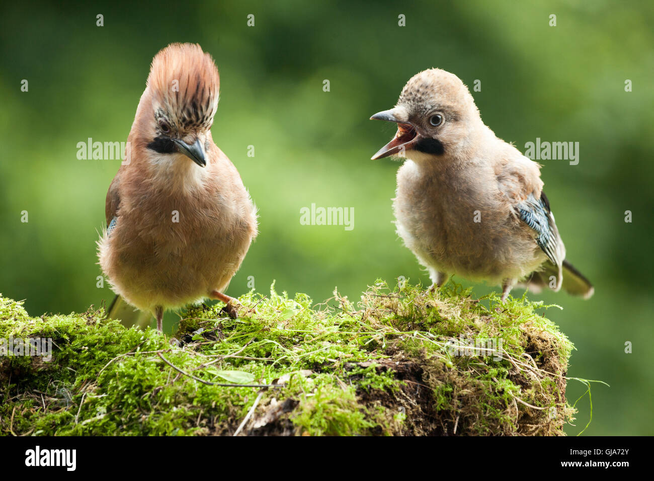 Mutter vögelfütterung uk -Fotos und -Bildmaterial in hoher Auflösung ...
