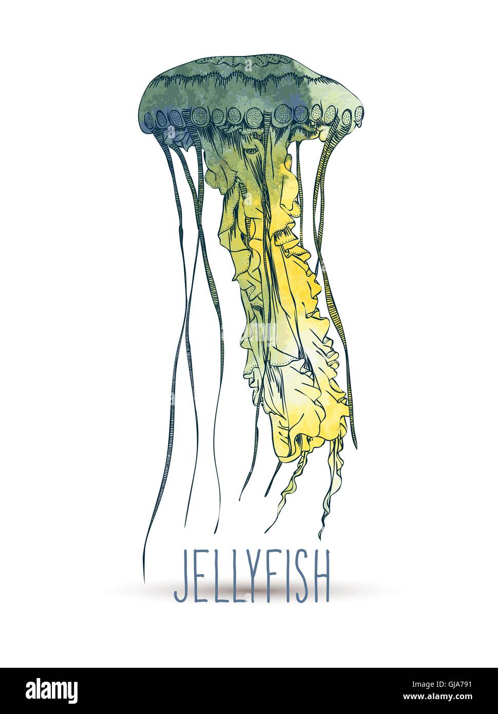 Hand gezeichnet Quallen. Vektor-Illustration Stock-Vektorgrafik - Alamy