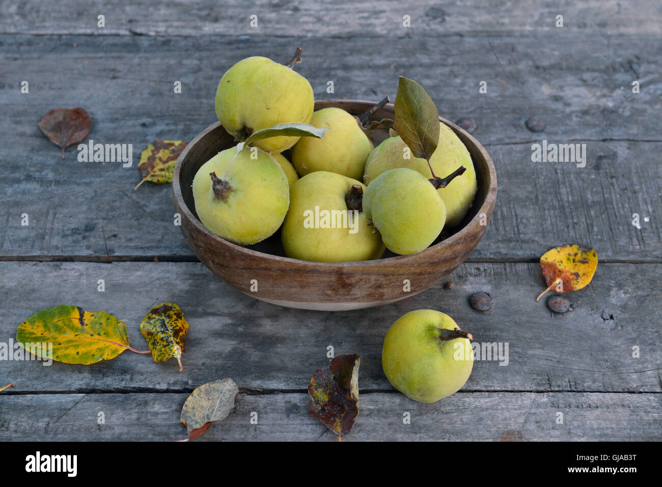 Apfel quitten -Fotos und -Bildmaterial in hoher Auflösung – Alamy