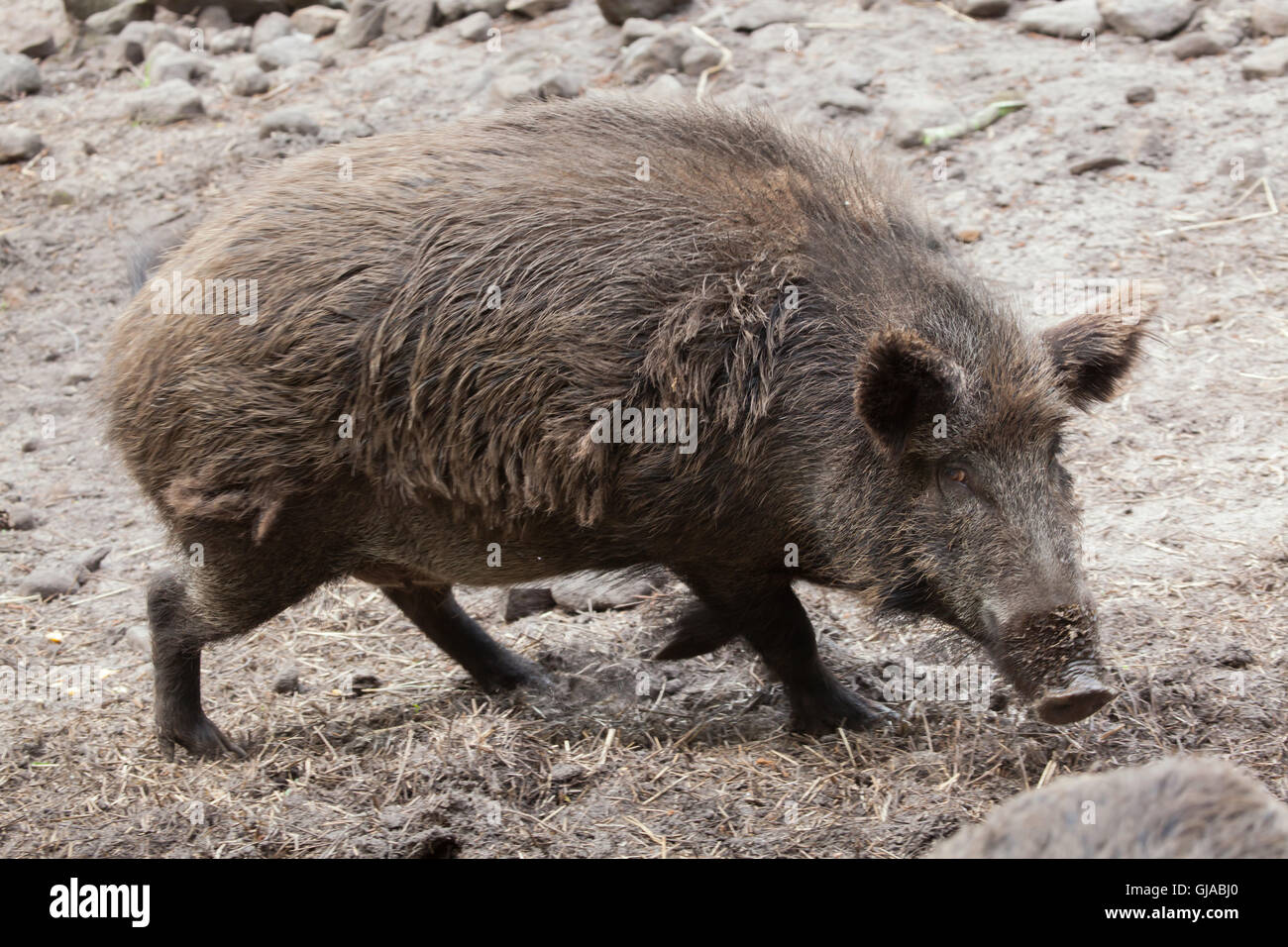 Zoo decin -Fotos und -Bildmaterial in hoher Auflösung – Alamy