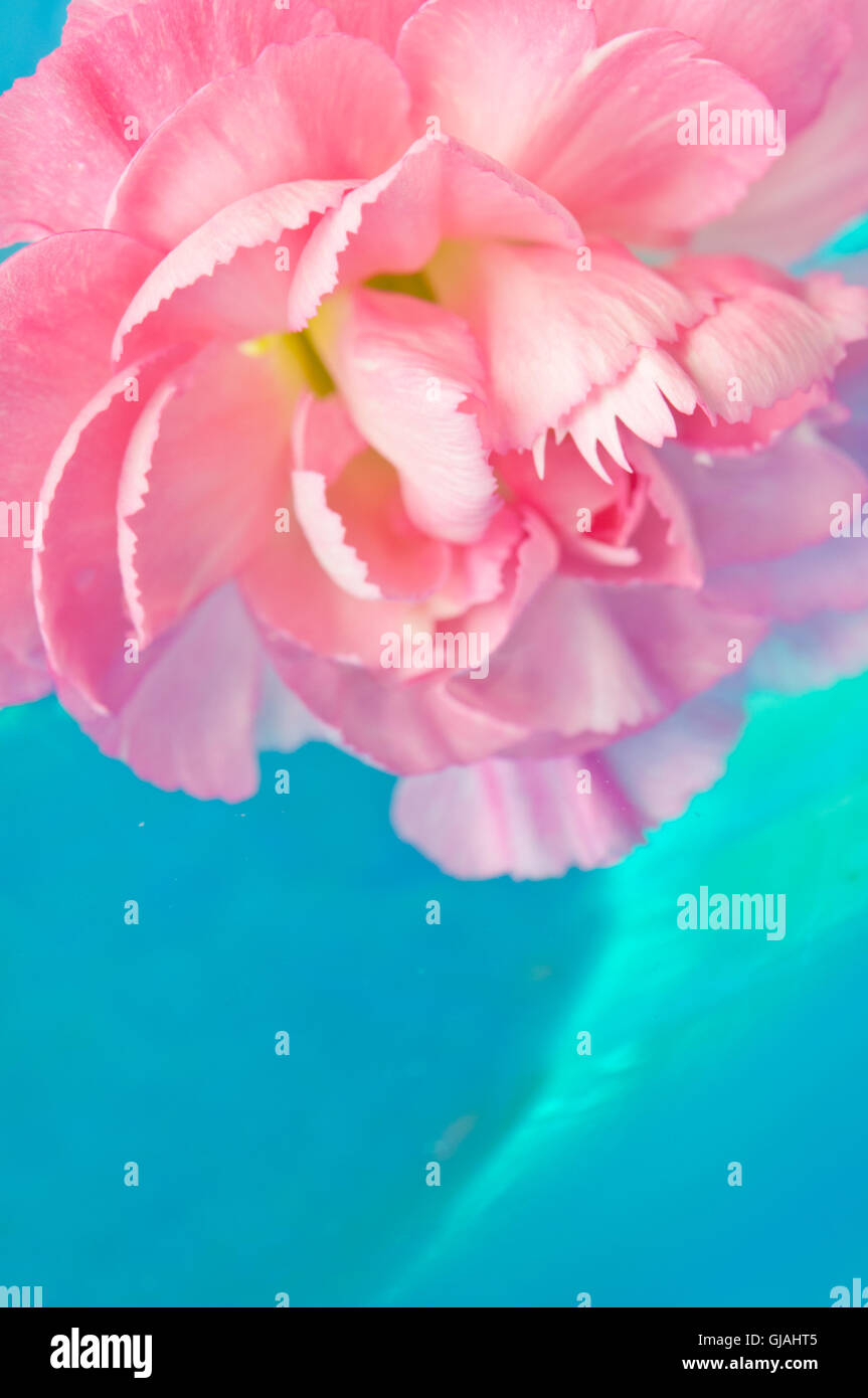 Blaue nelke -Fotos und -Bildmaterial in hoher Auflösung – Alamy