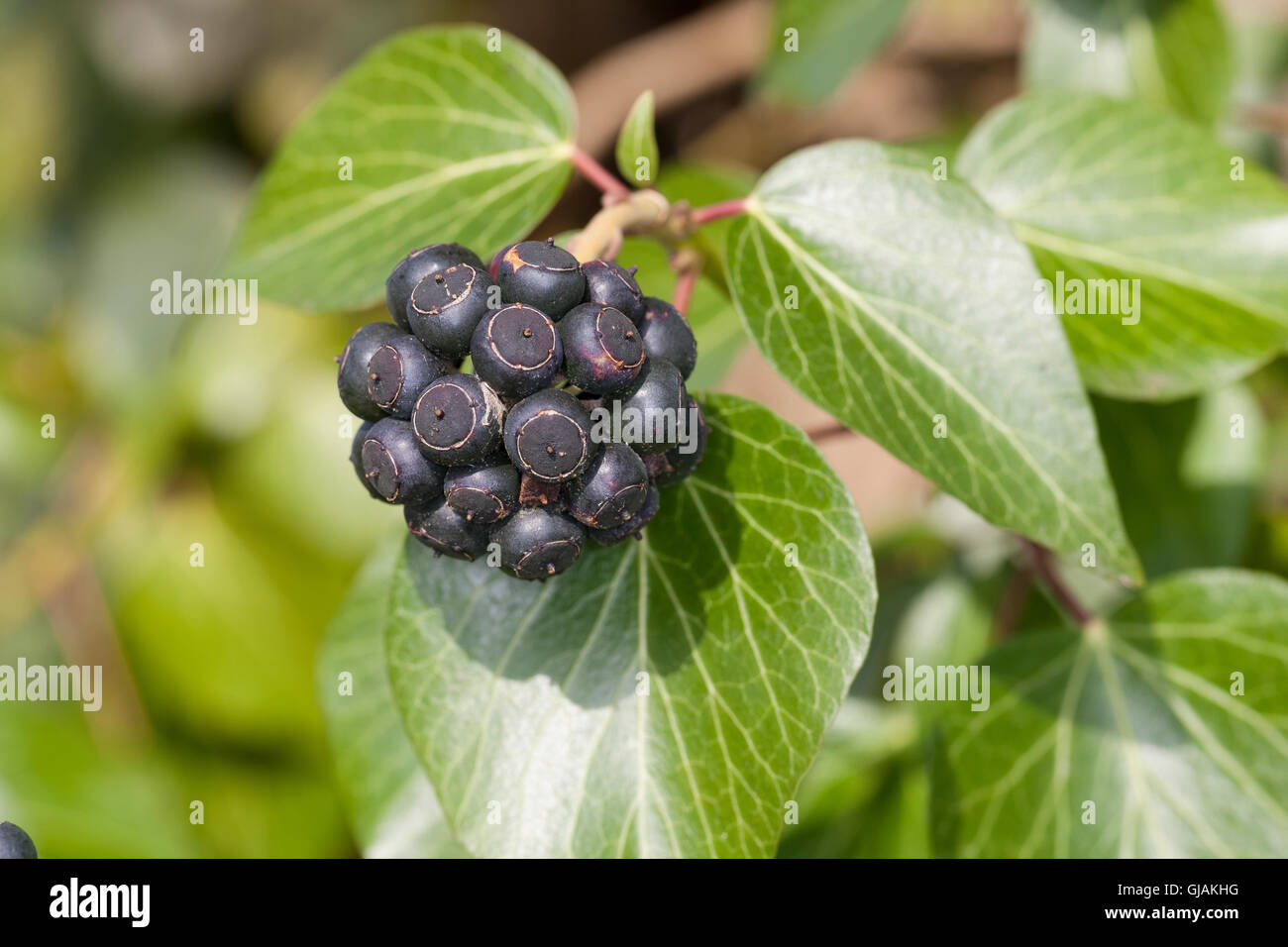 Giftiger efeu -Fotos und -Bildmaterial in hoher Auflösung – Alamy