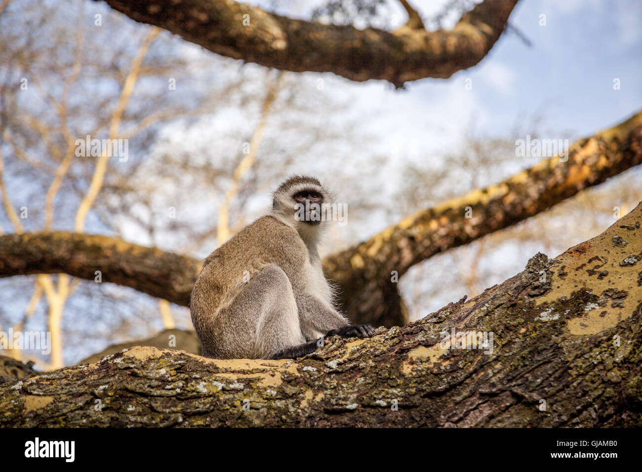 Vervet affe am baum -Fotos und -Bildmaterial in hoher Auflösung – Alamy
