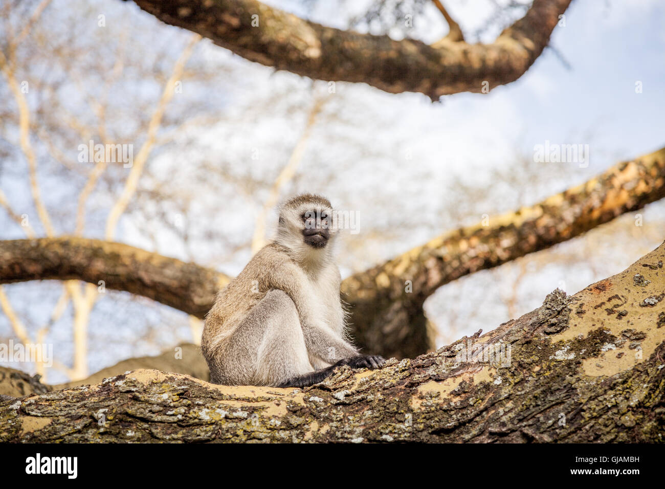Vervet affe am baum -Fotos und -Bildmaterial in hoher Auflösung – Alamy