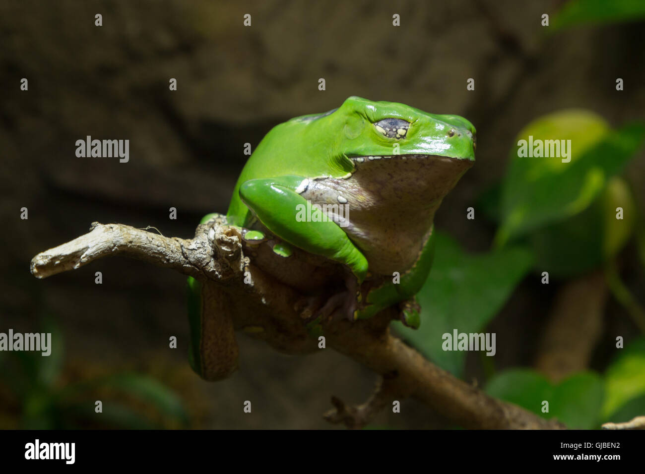 Ein Foto von einem riesigen Affen Frosch. Die riesigen Affen Frosch ...