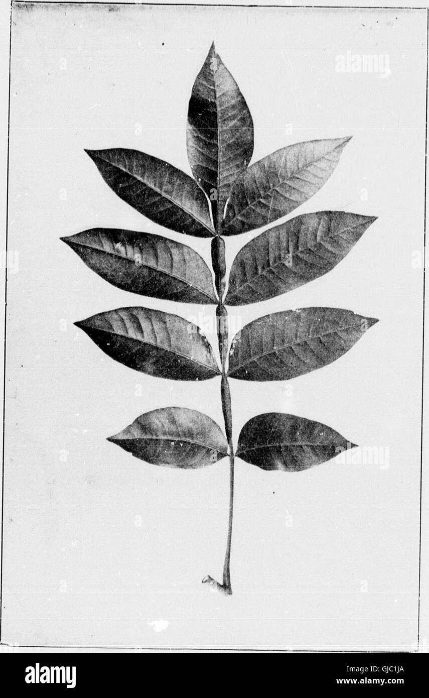 Unsere einheimischen Bäumen und wie zu identifizieren (Mikroform ...