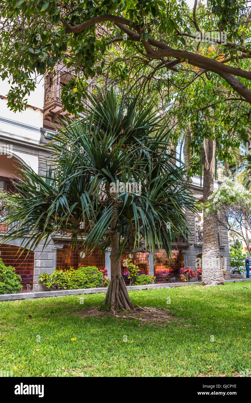 Yucca-Palme, Parc Doramas, Las Palma, Gran Canaria, Kanaren, Kanarische ...