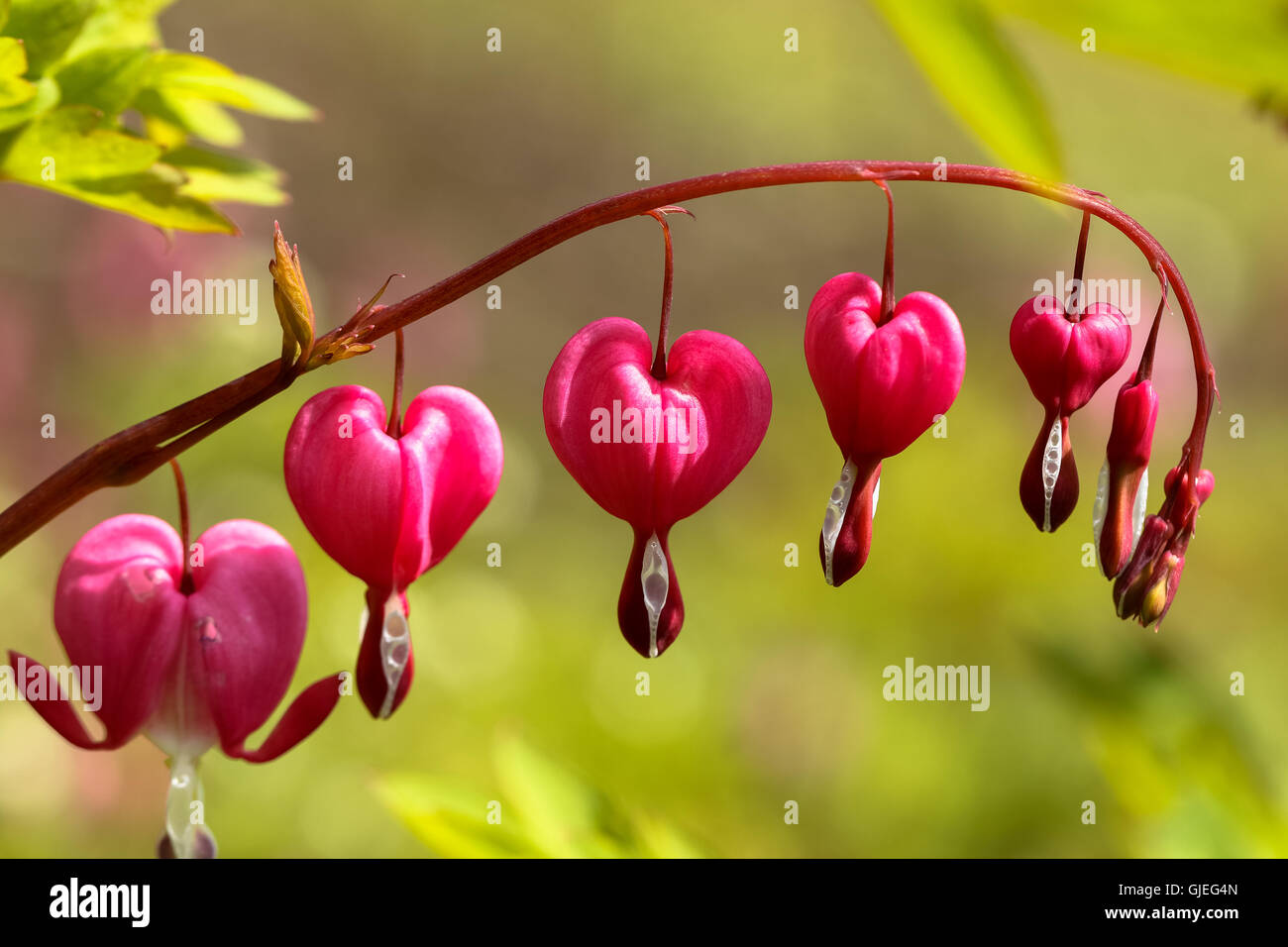 Herz blumen -Fotos und -Bildmaterial in hoher Auflösung – Alamy