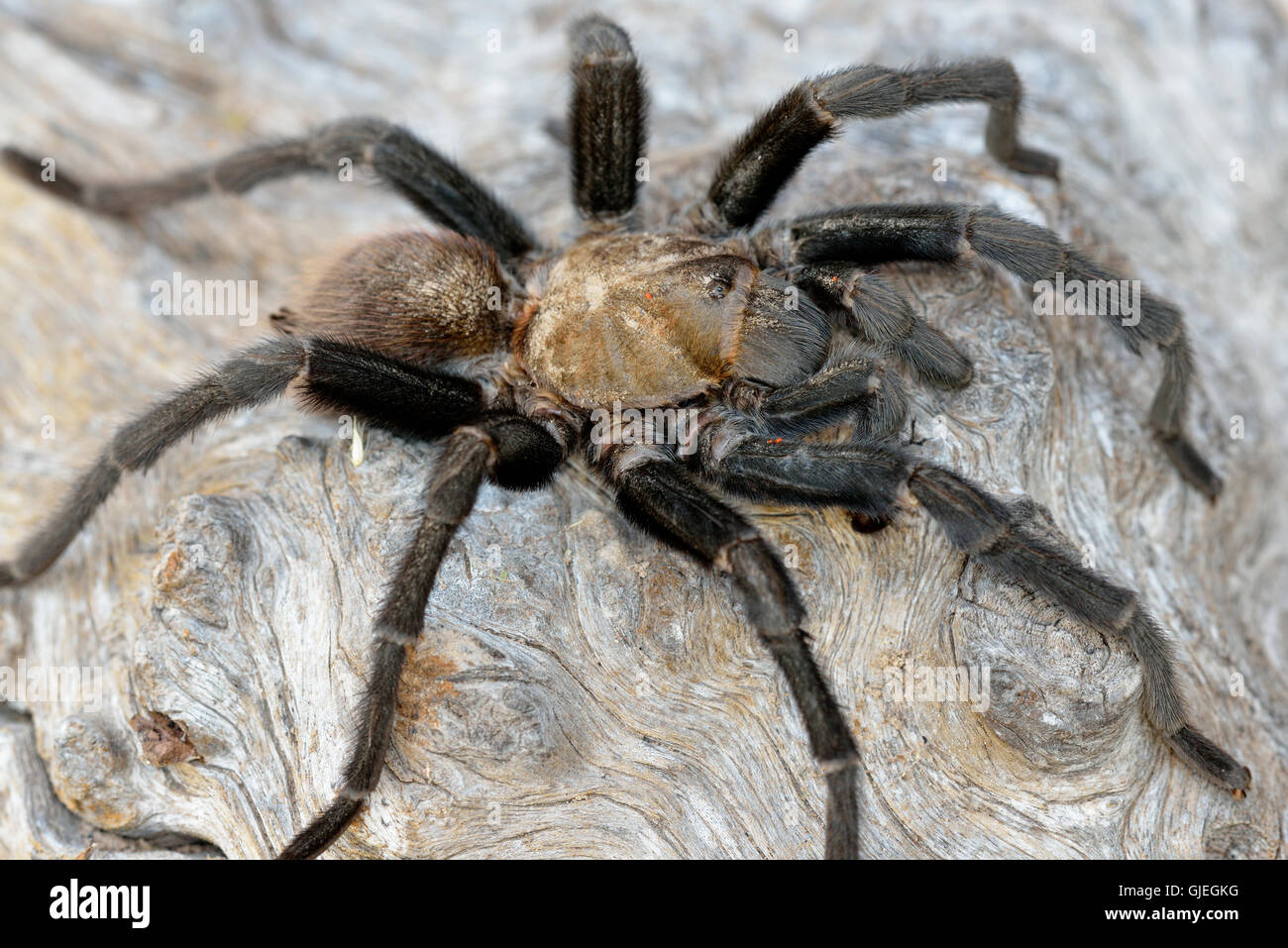 Texas braun Tarantel (Aphonopelma Hentzi), Rio Grande City, Texas, USA ...