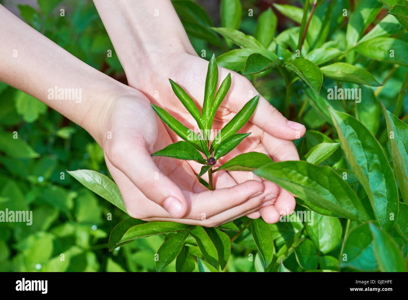 Finger pflanze -Fotos und -Bildmaterial in hoher Auflösung – Alamy