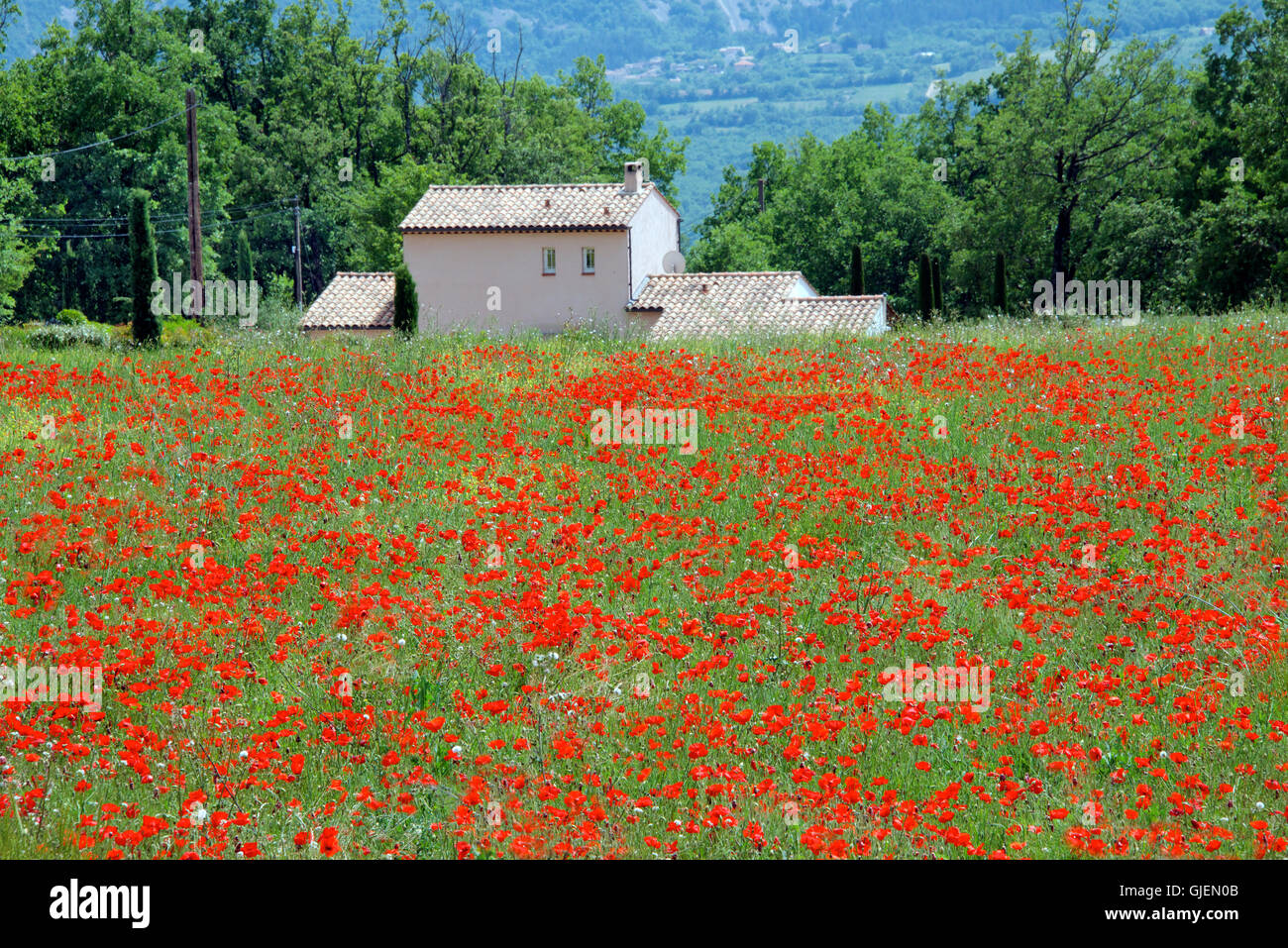 Mohnfelder der provence -Fotos und -Bildmaterial in hoher Auflösung – Alamy