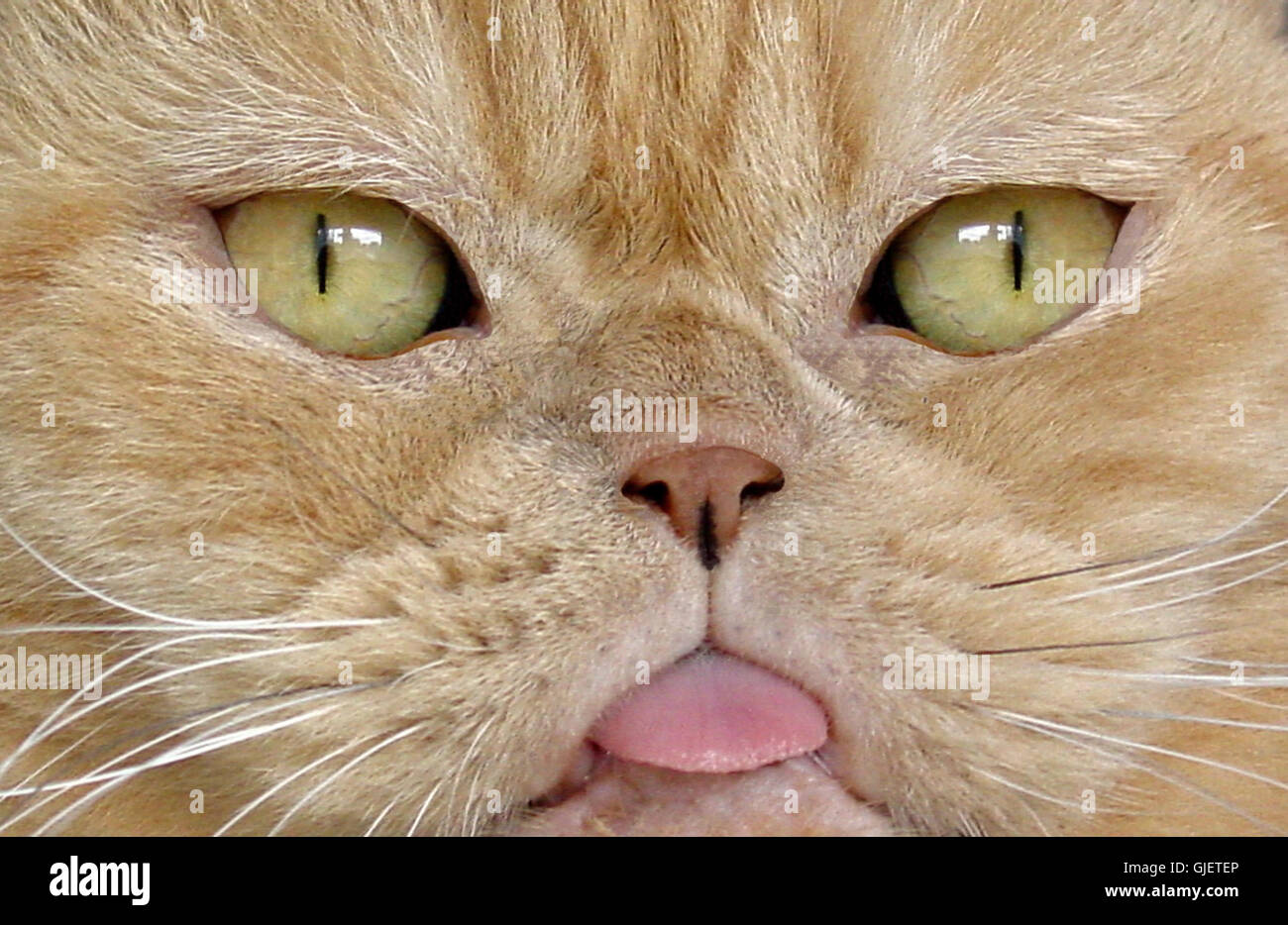 Tongue Rausstrecken Stockfotos und -bilder Kaufen - Alamy
