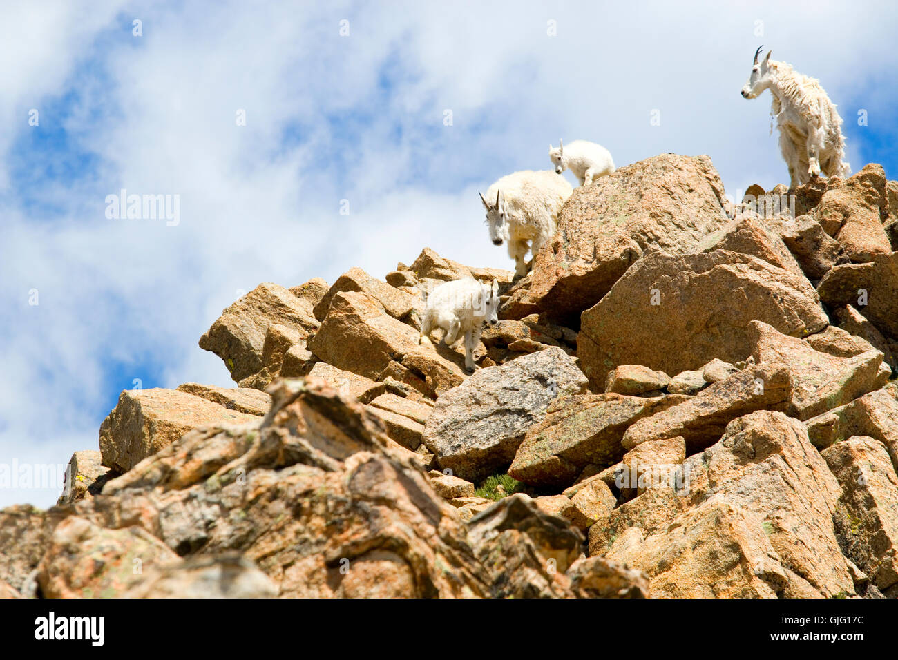 Tierwelt colorado -Fotos und -Bildmaterial in hoher Auflösung – Alamy