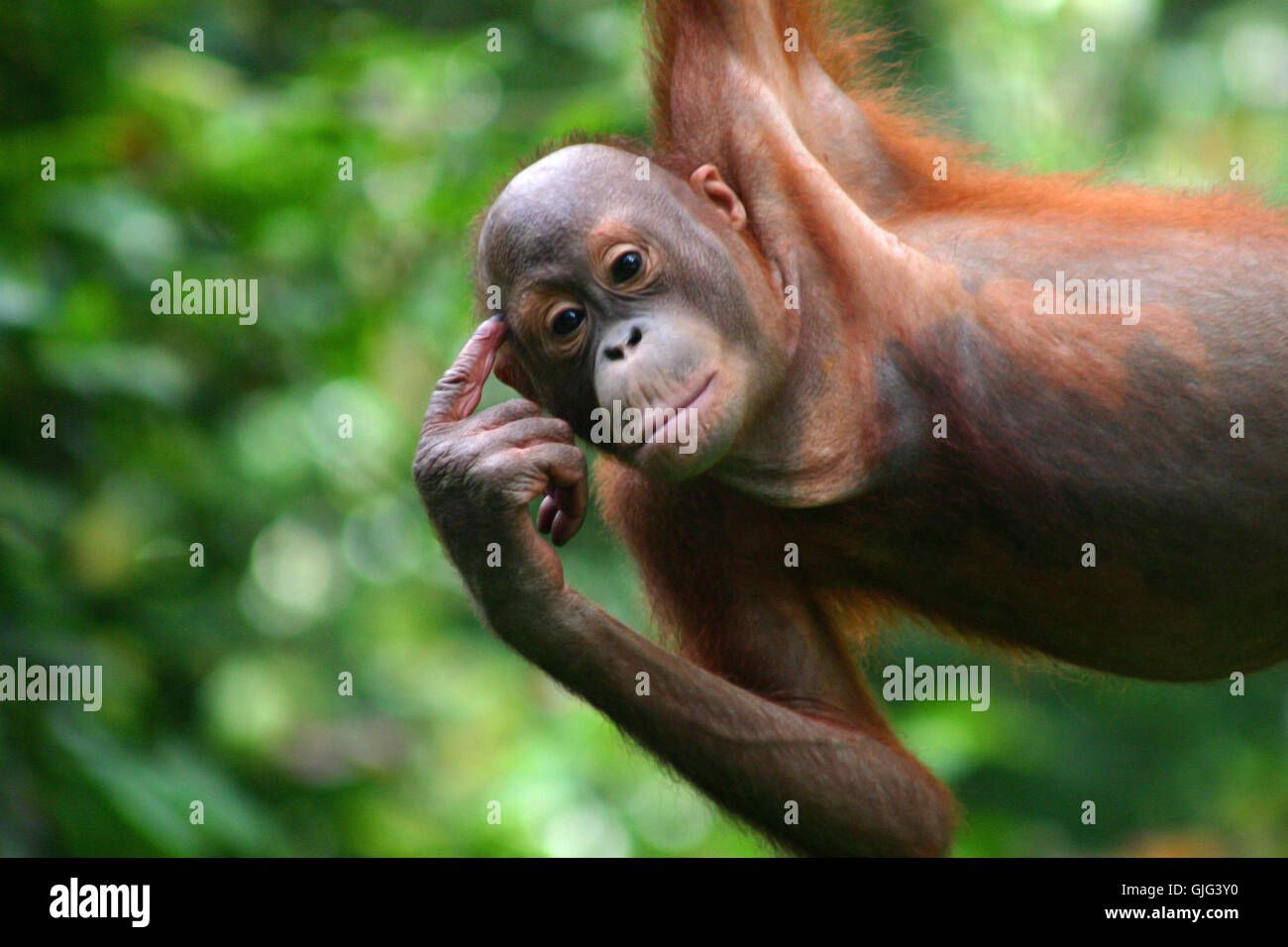 Anthropoiden jungfrau -Fotos und -Bildmaterial in hoher Auflösung – Alamy