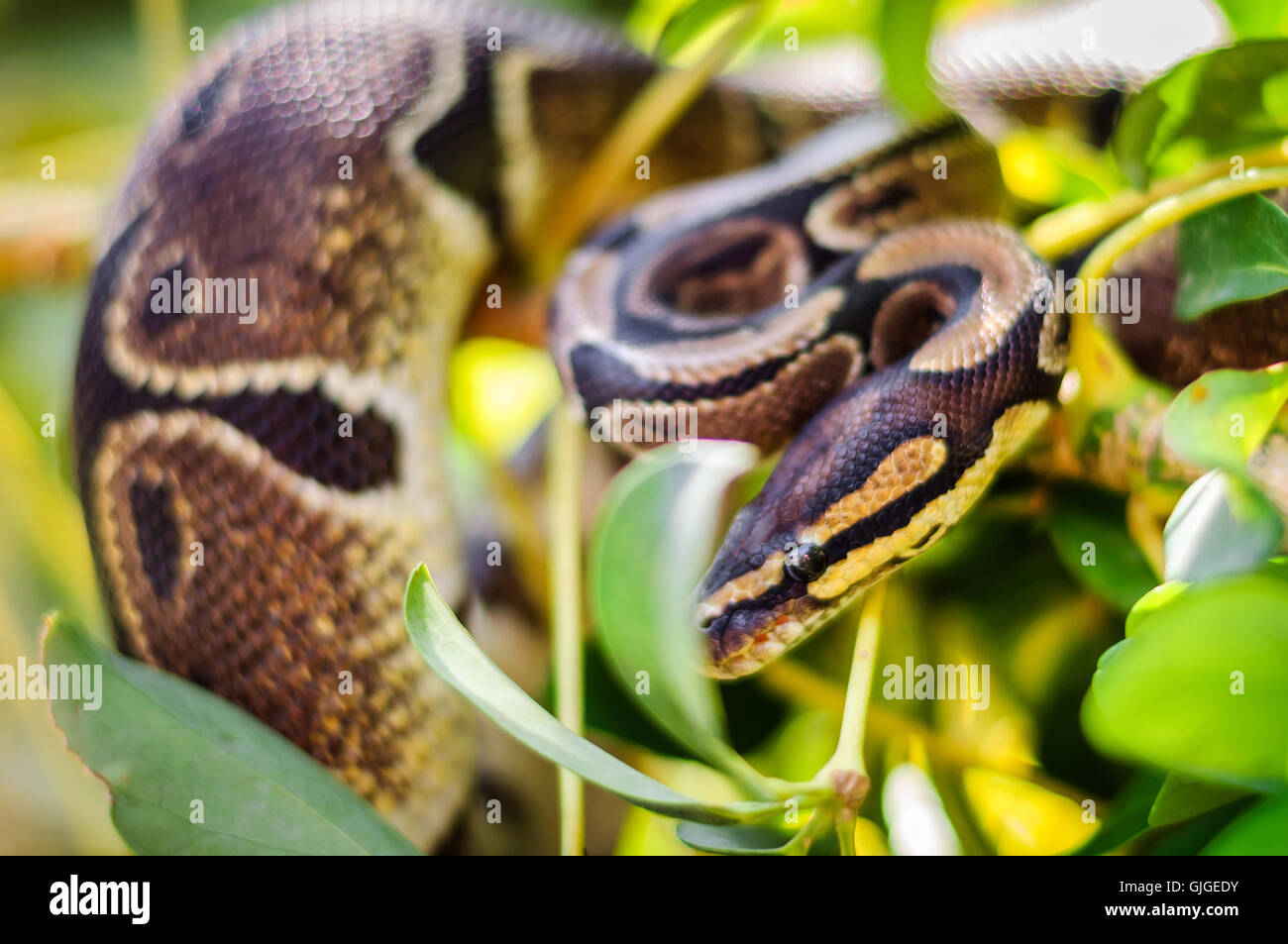 keine riesige Python Regius versteckt sich in den Ästen eines Baumes ...