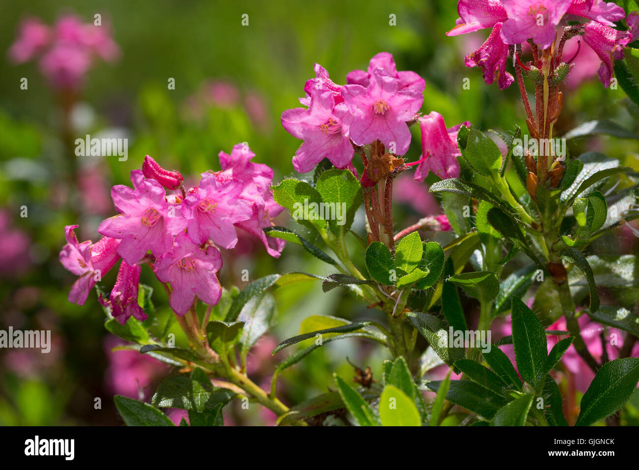 Hairy alpine rose -Fotos und -Bildmaterial in hoher Auflösung – Alamy
