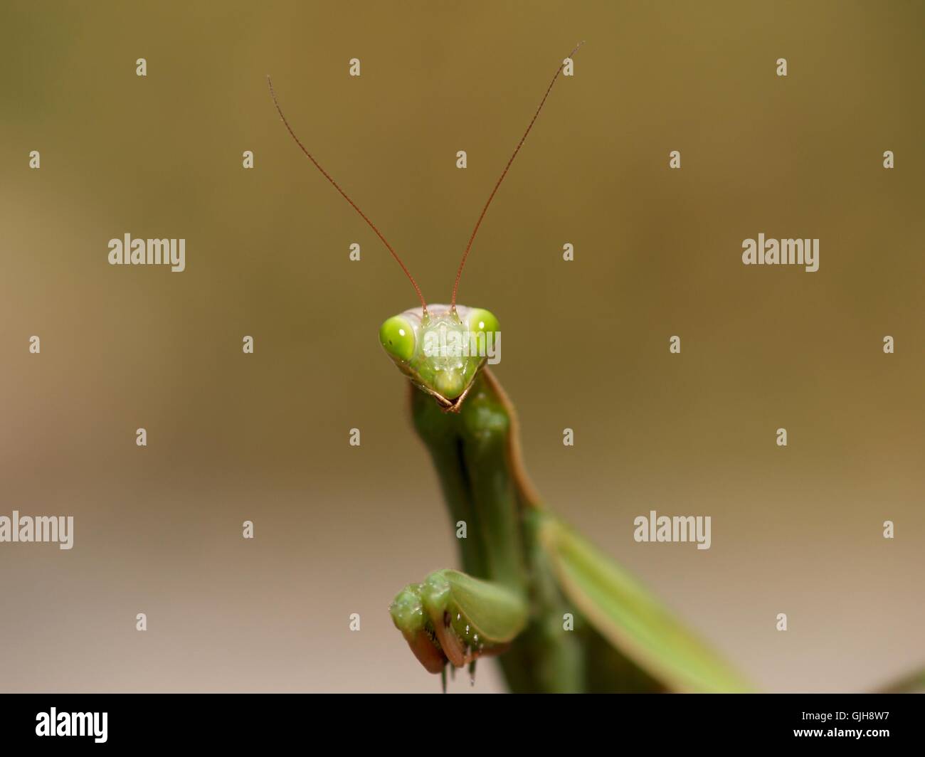 Tier insekt -Fotos und -Bildmaterial in hoher Auflösung – Alamy