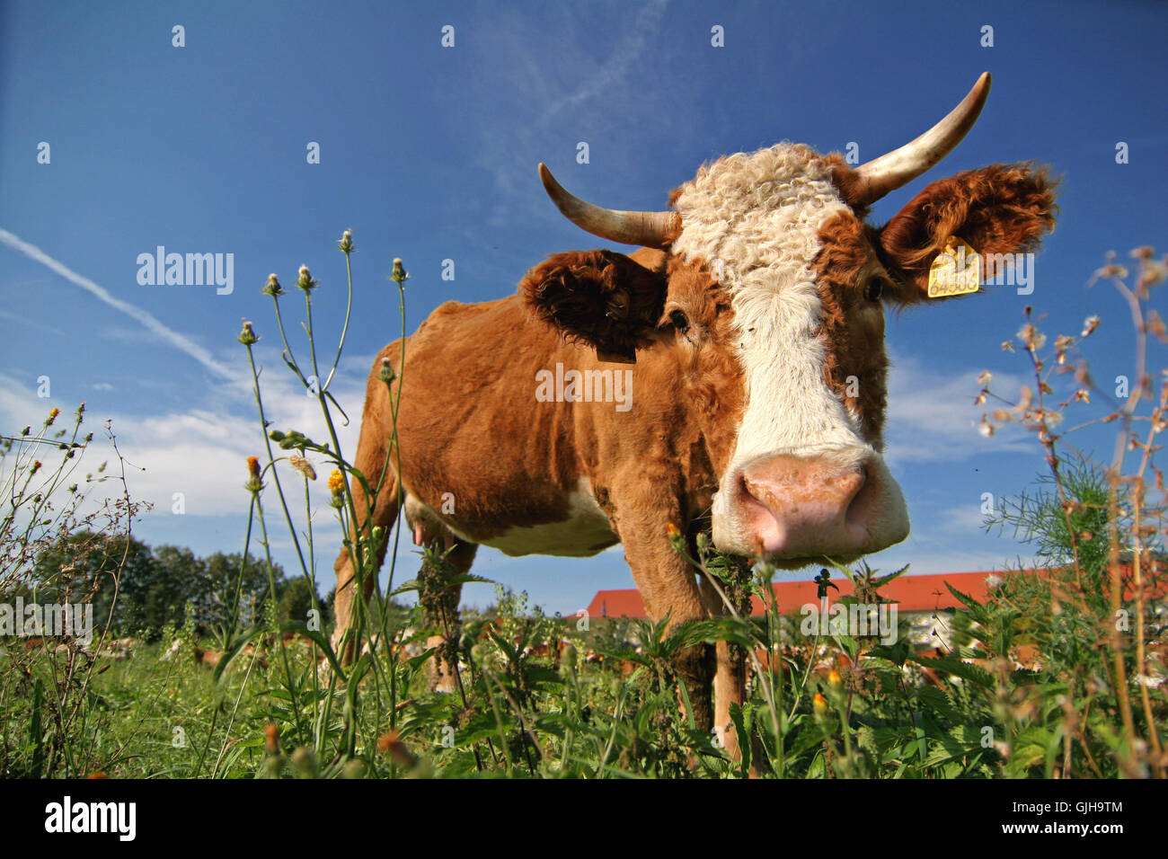 Animal neugier -Fotos und -Bildmaterial in hoher Auflösung – Alamy