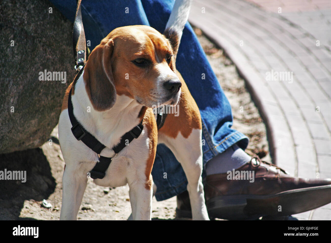 Animal como humano -Fotos und -Bildmaterial in hoher Auflösung – Alamy