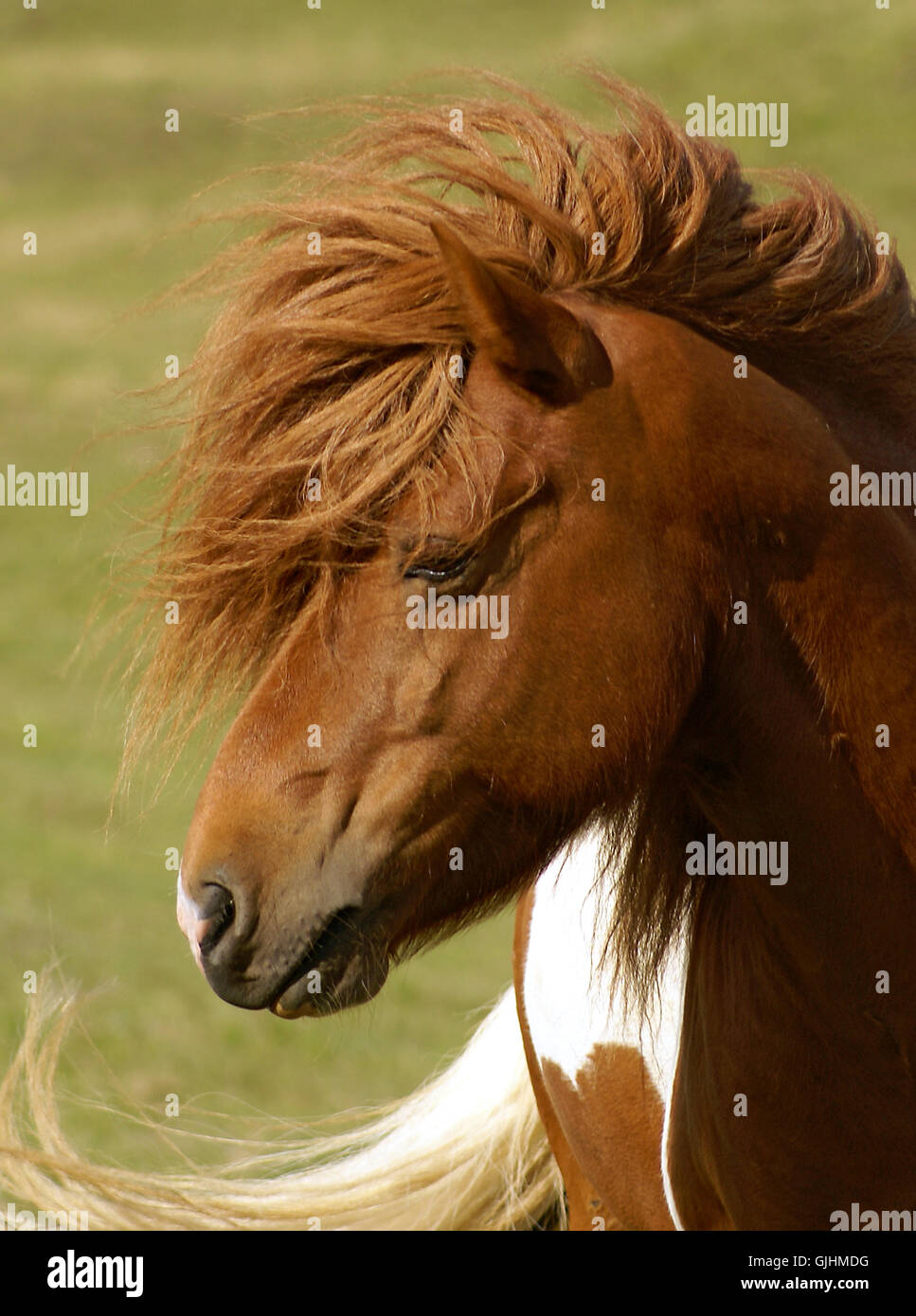 Wildpferd porträt -Fotos und -Bildmaterial in hoher Auflösung – Alamy