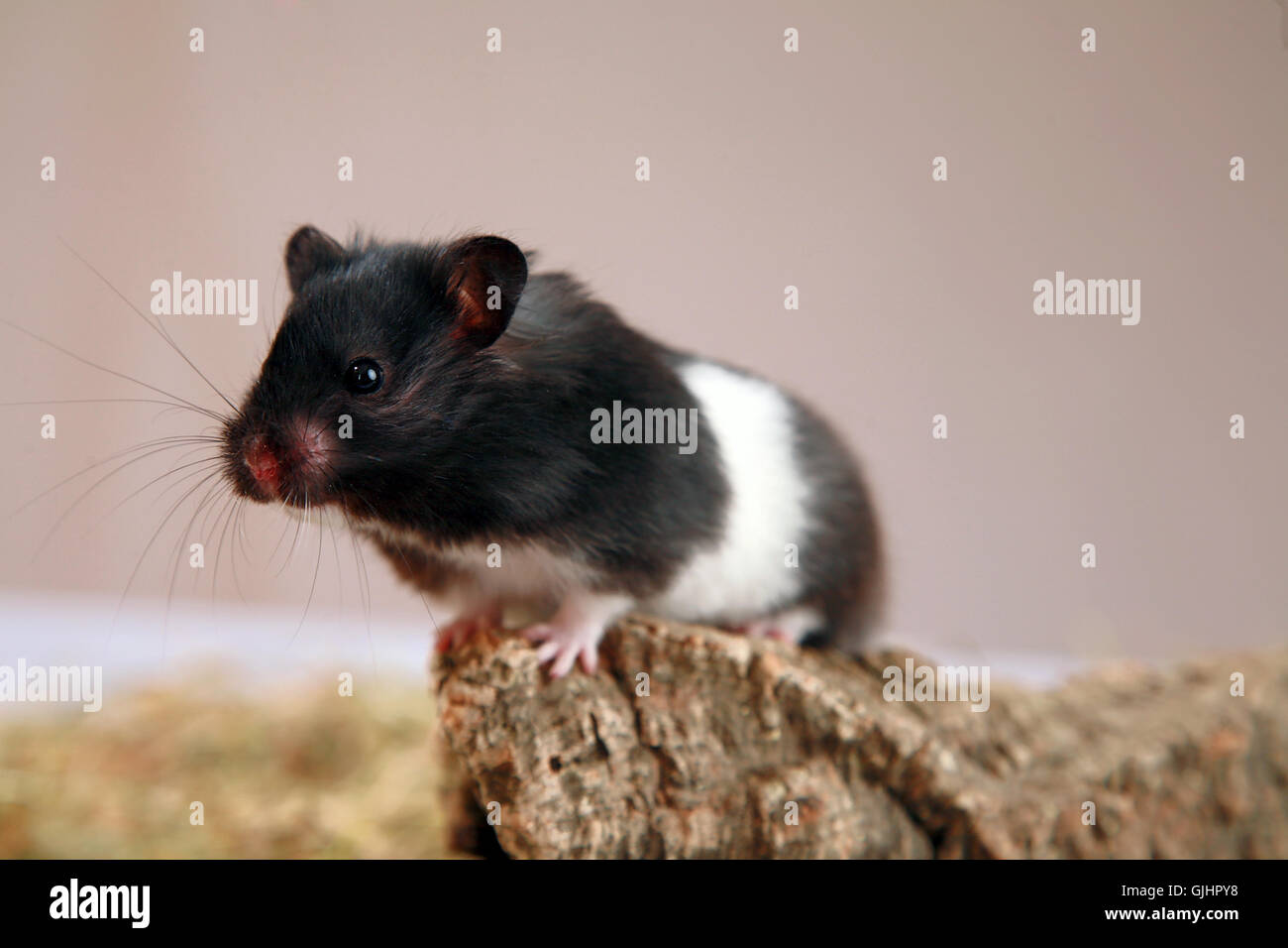 Neugier tier -Fotos und -Bildmaterial in hoher Auflösung – Alamy