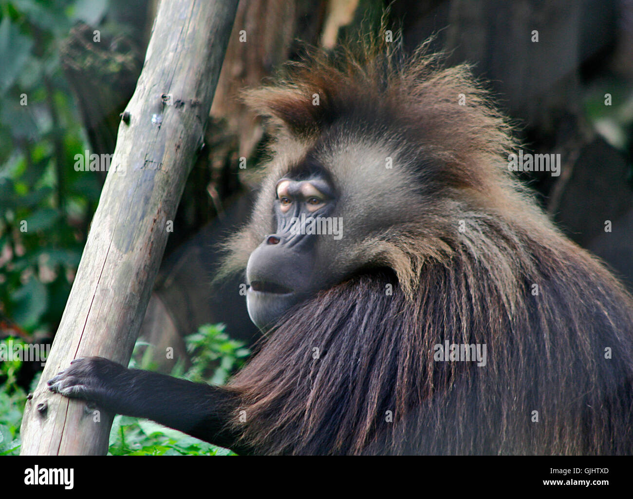 Affe afrika -Fotos und -Bildmaterial in hoher Auflösung – Alamy