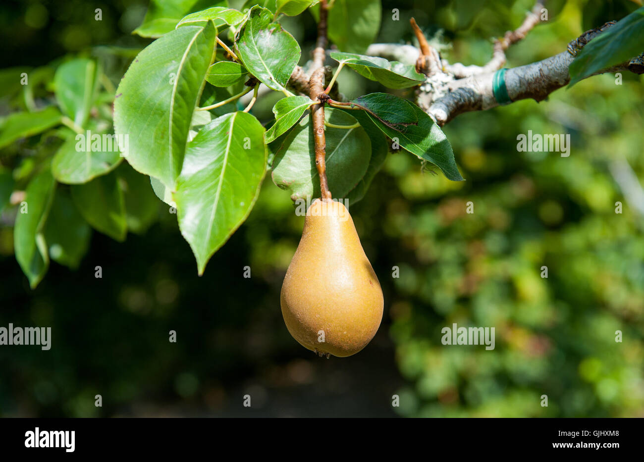 Birnen wachsen -Fotos und -Bildmaterial in hoher Auflösung – Alamy