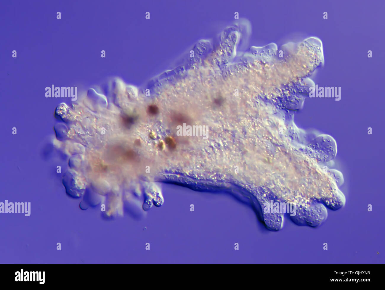 Ameba Proteus Sob Um Microscopio Amoeba Proteus – Microworld