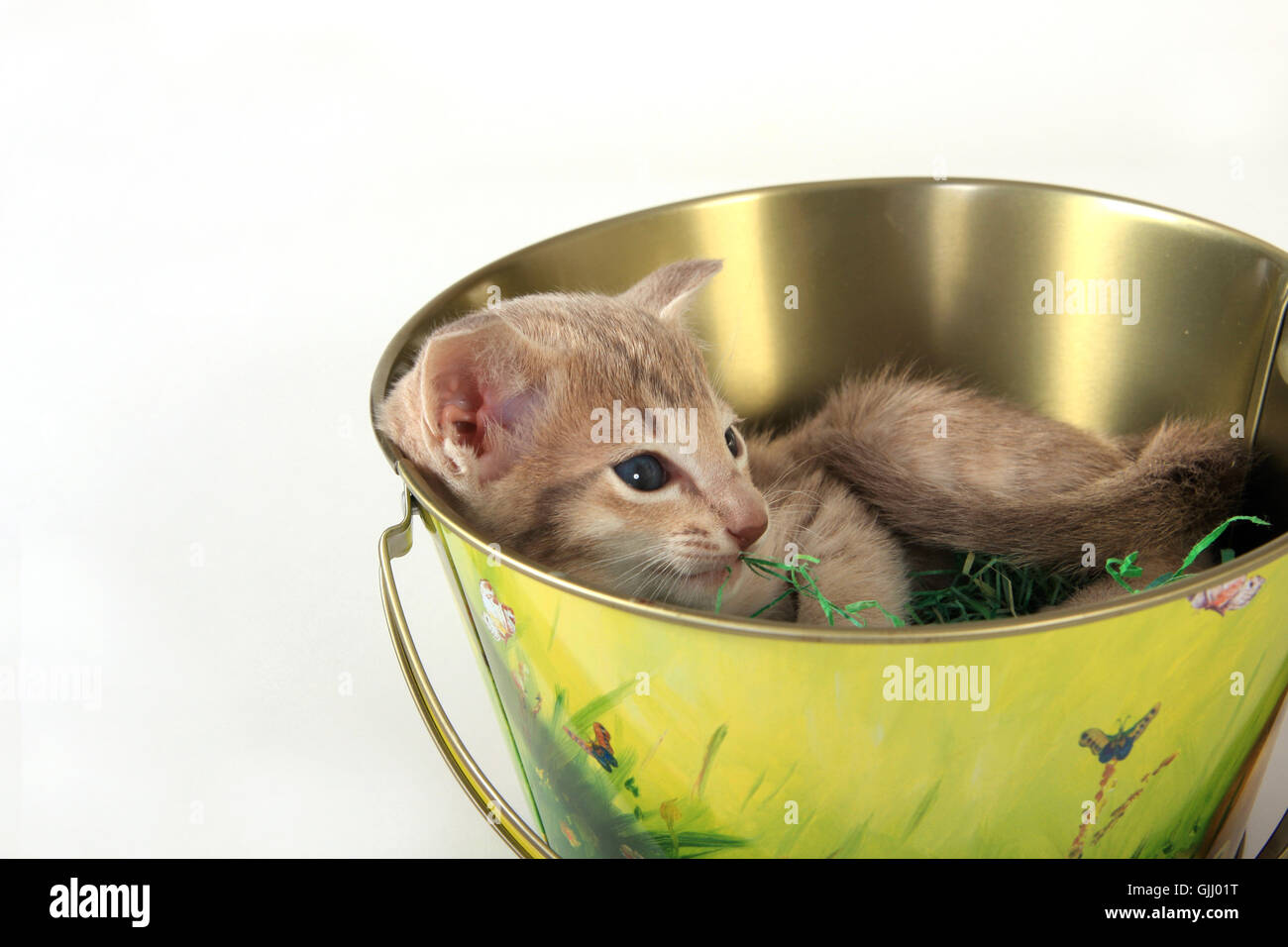 Katze ostern -Fotos und -Bildmaterial in hoher Auflösung – Alamy