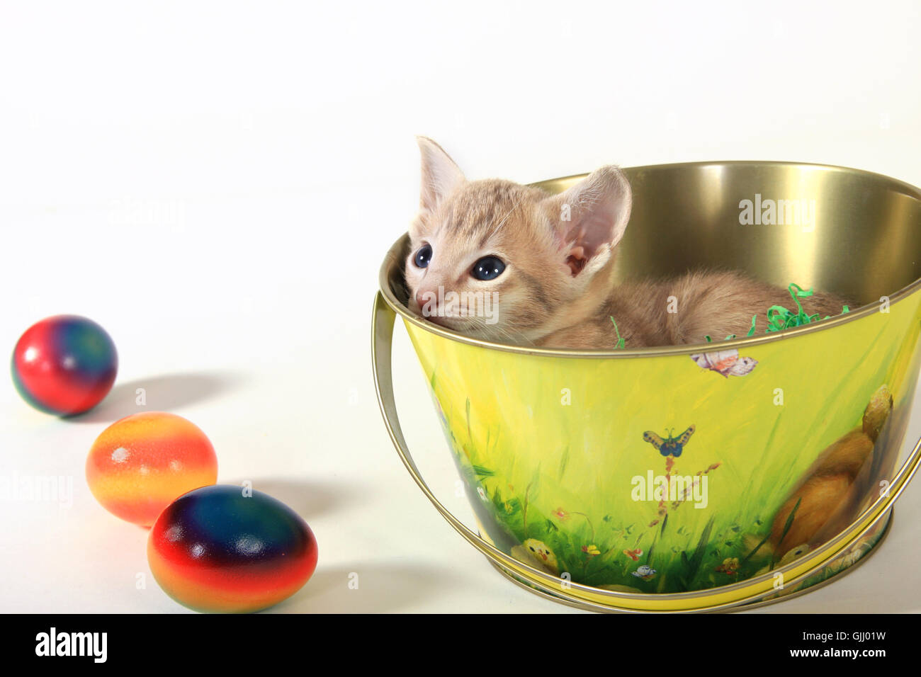 Katze ostern -Fotos und -Bildmaterial in hoher Auflösung – Alamy