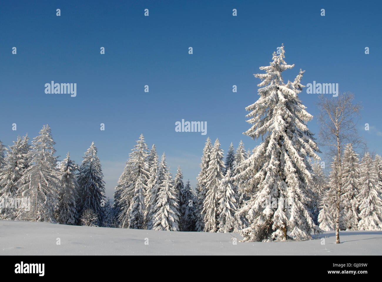 Winter tannenwald -Fotos und -Bildmaterial in hoher Auflösung – Alamy