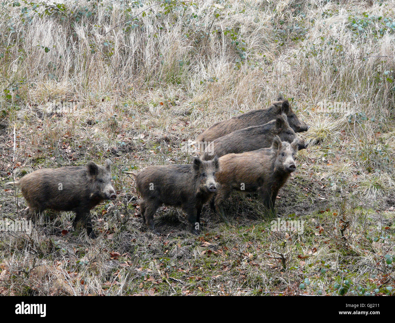 Wildly boars -Fotos und -Bildmaterial in hoher Auflösung – Alamy