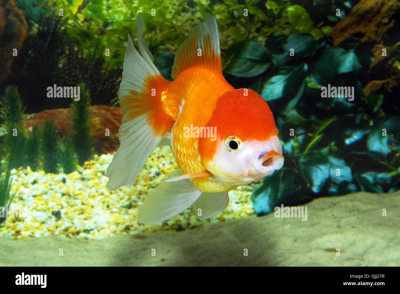 Flosse von fisch -Fotos und -Bildmaterial in hoher Auflösung – Alamy