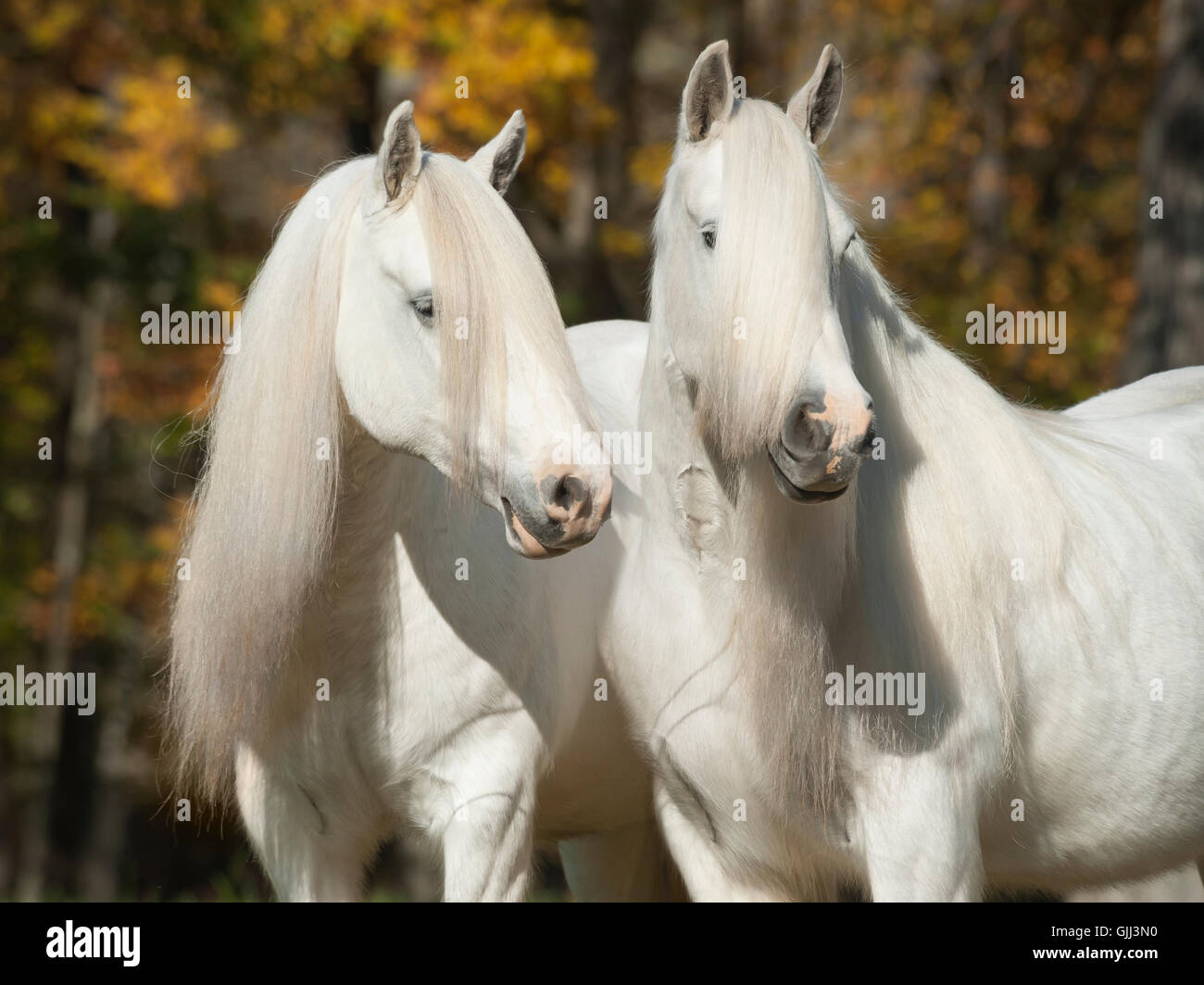 Horse heads together -Fotos und -Bildmaterial in hoher Auflösung – Alamy