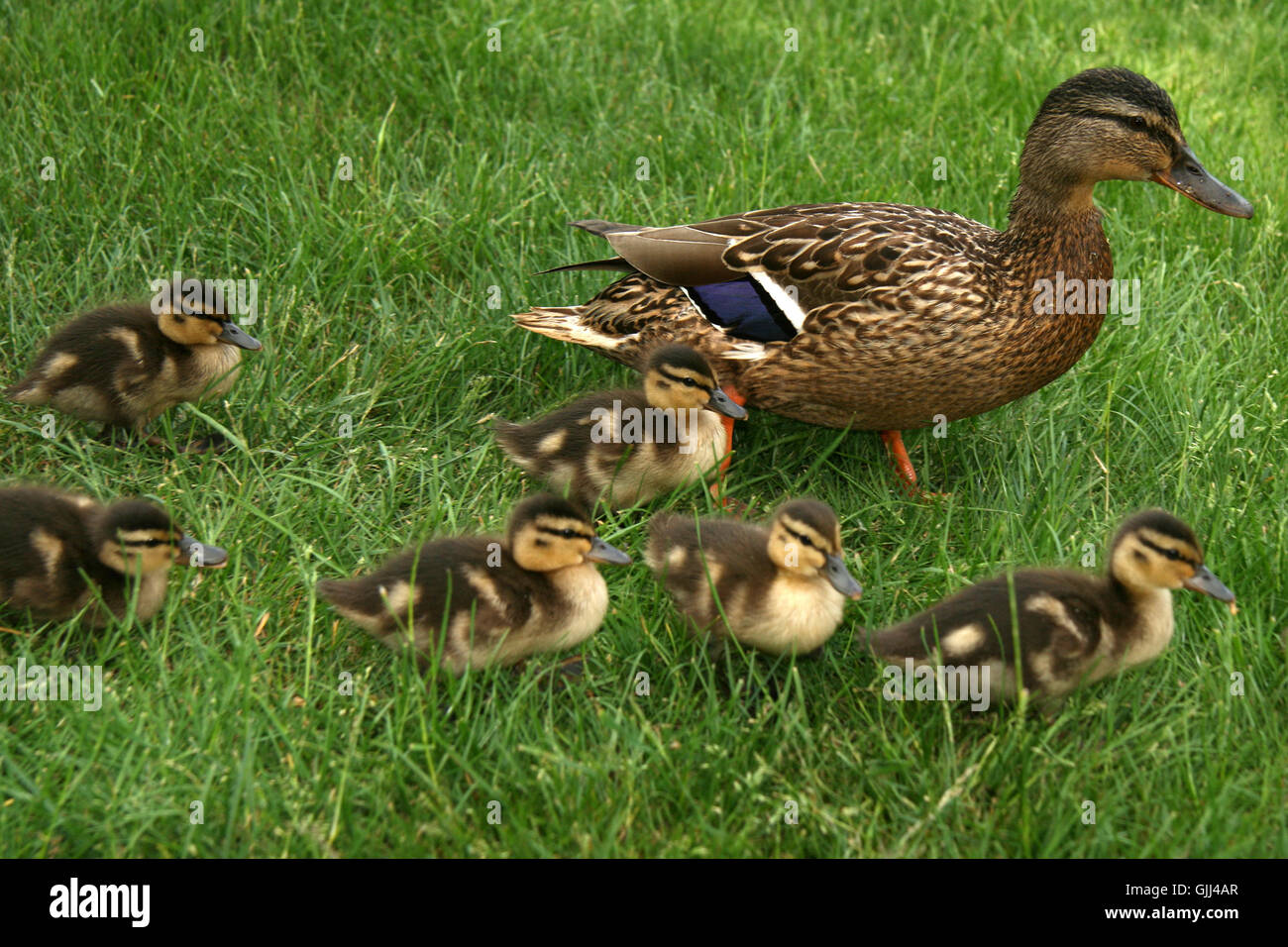 Enten allein Erziehung Familie Stockfotografie - Alamy
