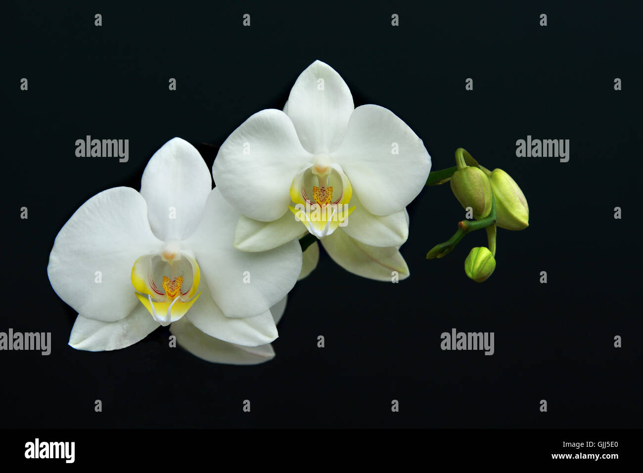 Edle orchidee -Fotos und -Bildmaterial in hoher Auflösung – Alamy