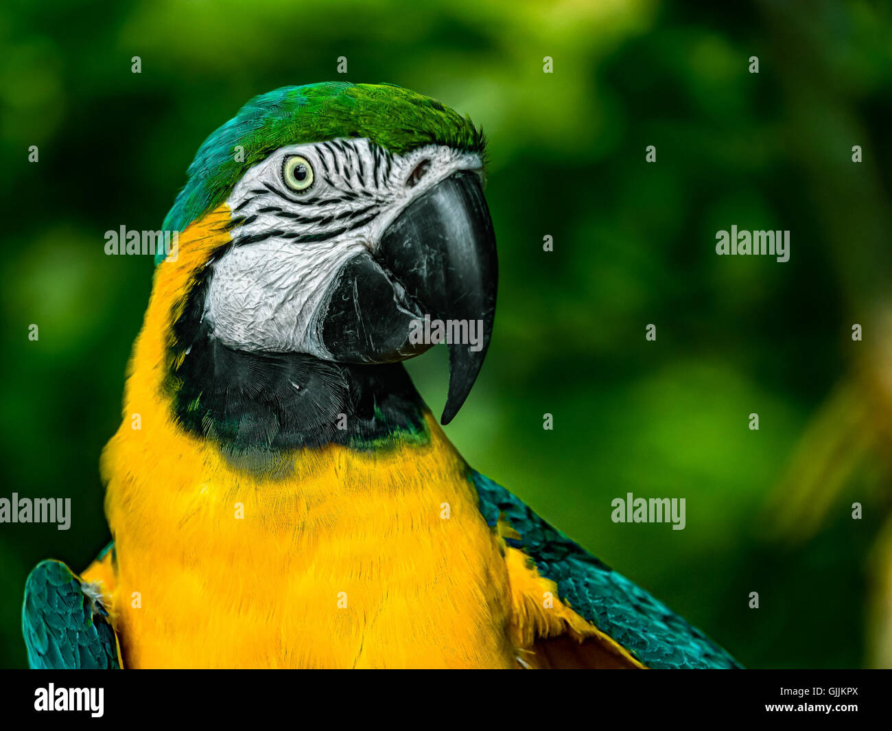 Gefangener ara -Fotos und -Bildmaterial in hoher Auflösung – Alamy