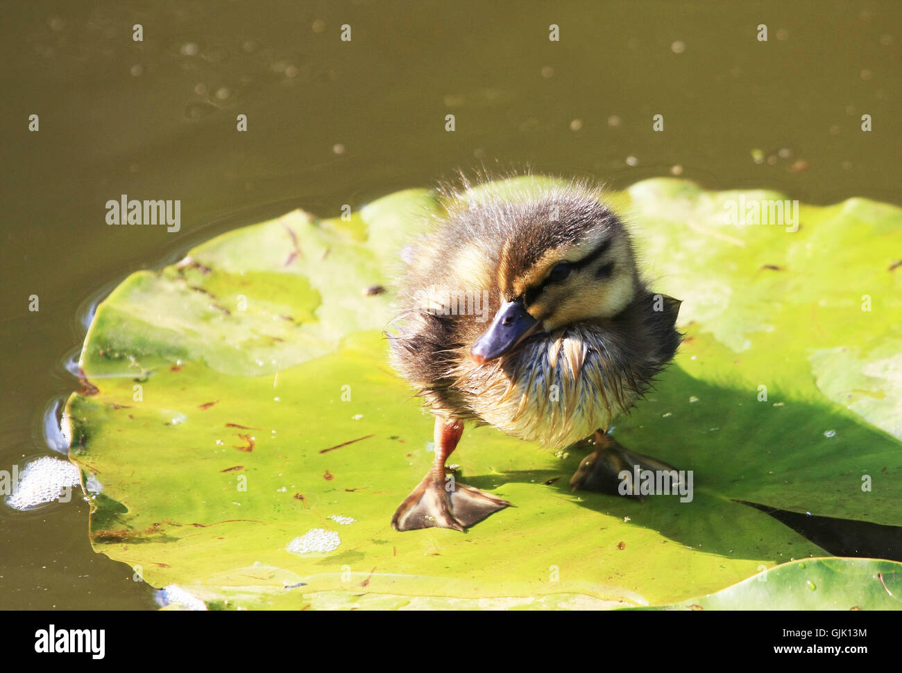 Ente Kuscheln Stockfotos und -bilder Kaufen - Alamy