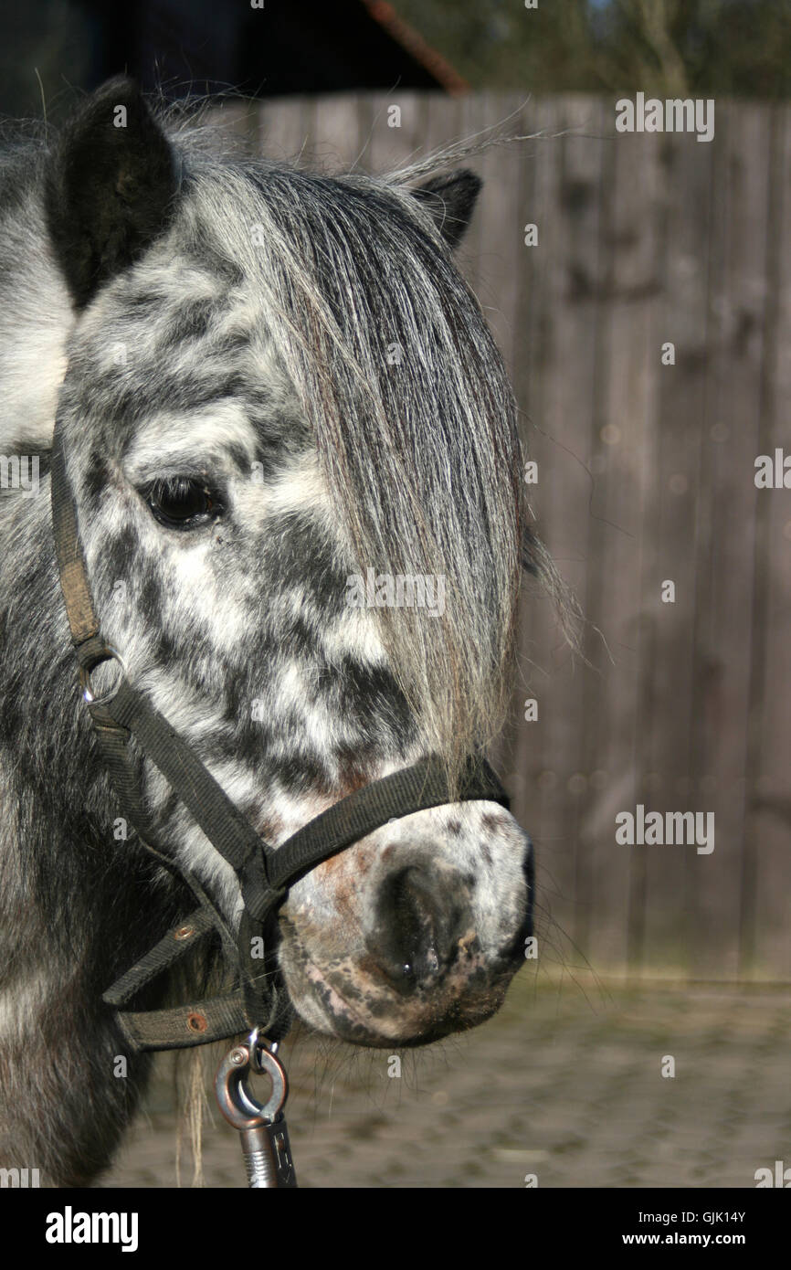 Pferd und pony -Fotos und -Bildmaterial in hoher Auflösung – Alamy