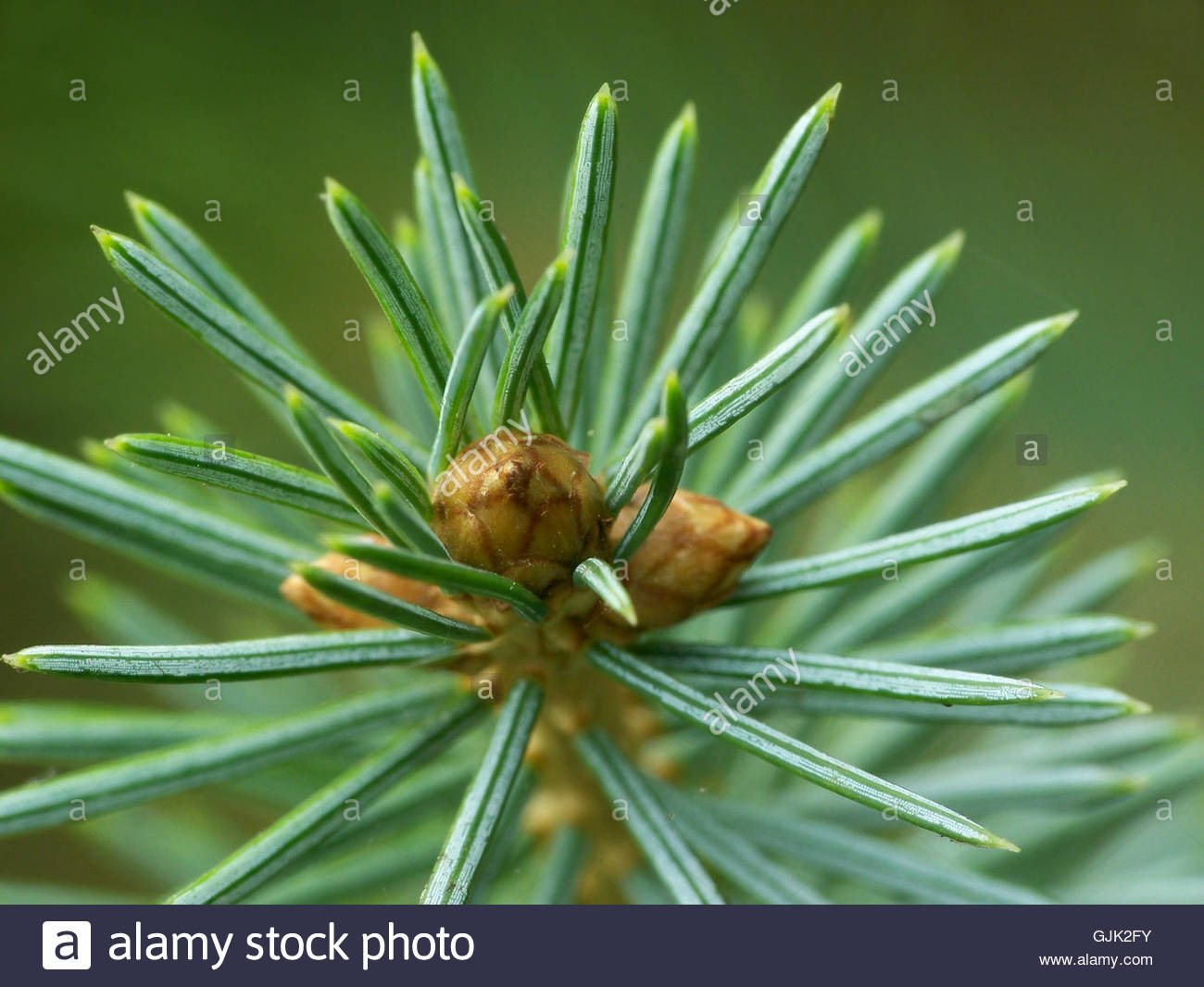 Nadelbaum Nadeln Stockfotos & Nadelbaum Nadeln Bilder - Alamy