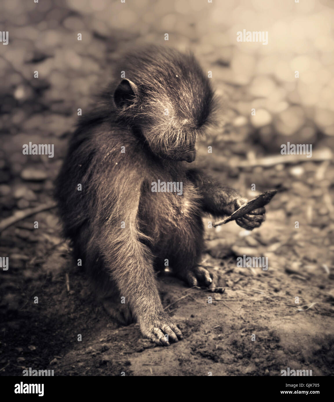 Affe sitzt auf dem boden -Fotos und -Bildmaterial in hoher Auflösung ...