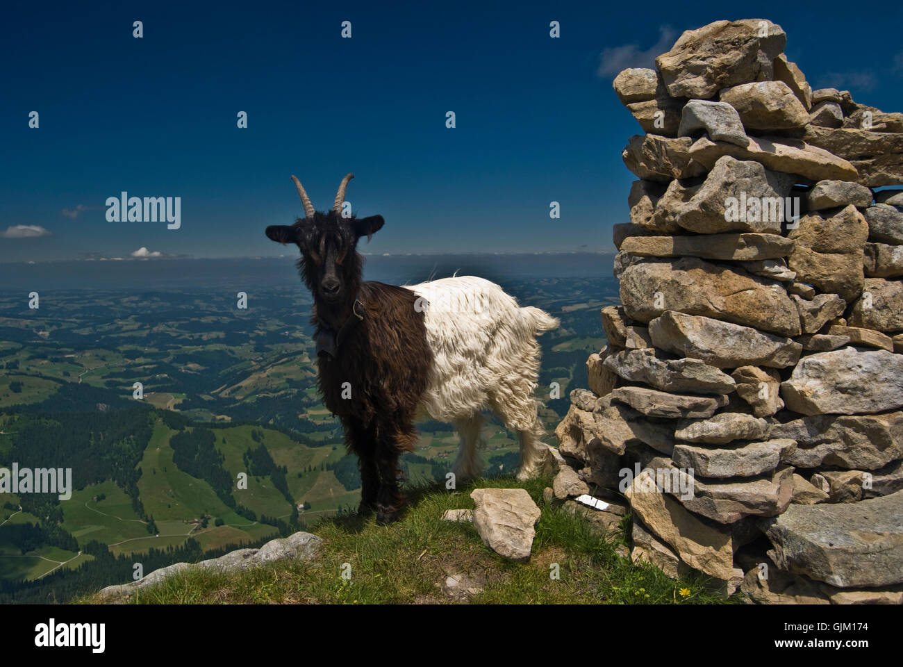 Mini lop rabbits -Fotos und -Bildmaterial in hoher Auflösung – Alamy