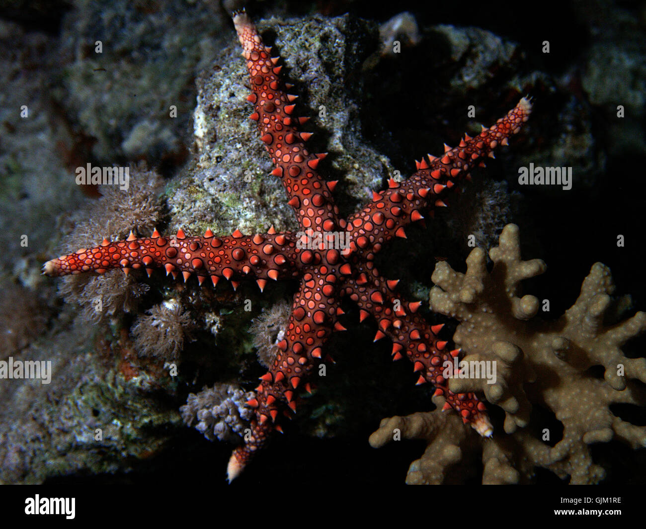 Seestern Unter Wasser Schwimmen Stockfotos und -bilder Kaufen - Alamy